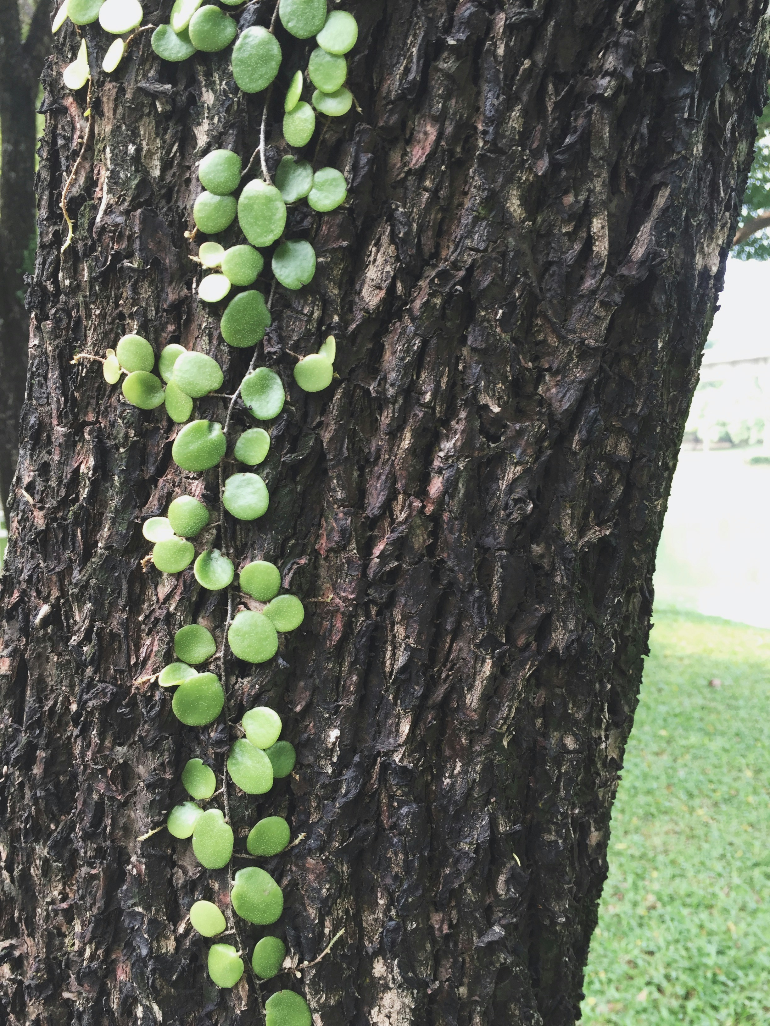 The crawling vines.