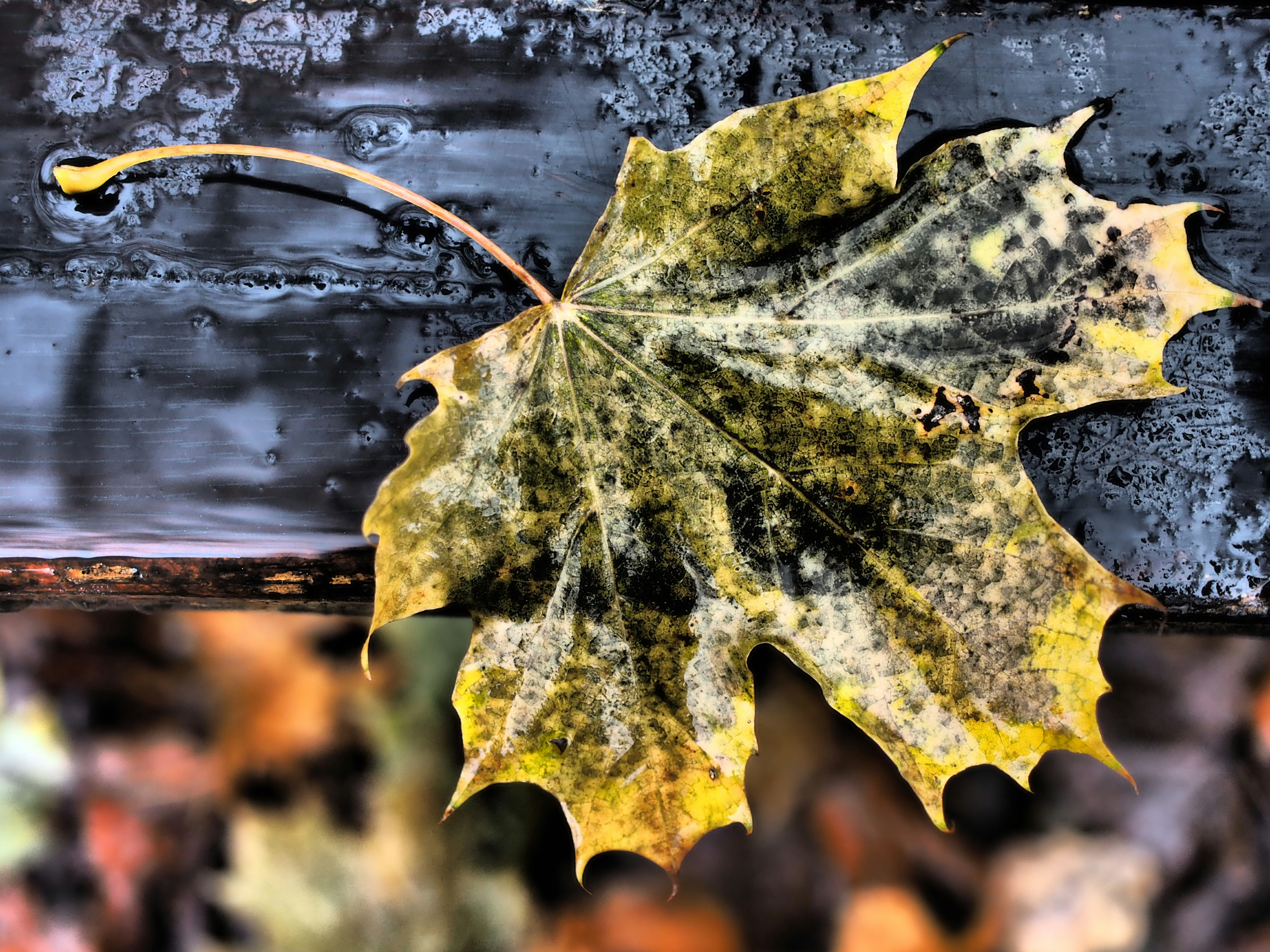 Frost-veined Maple Leaf on a Glossy Black Surface