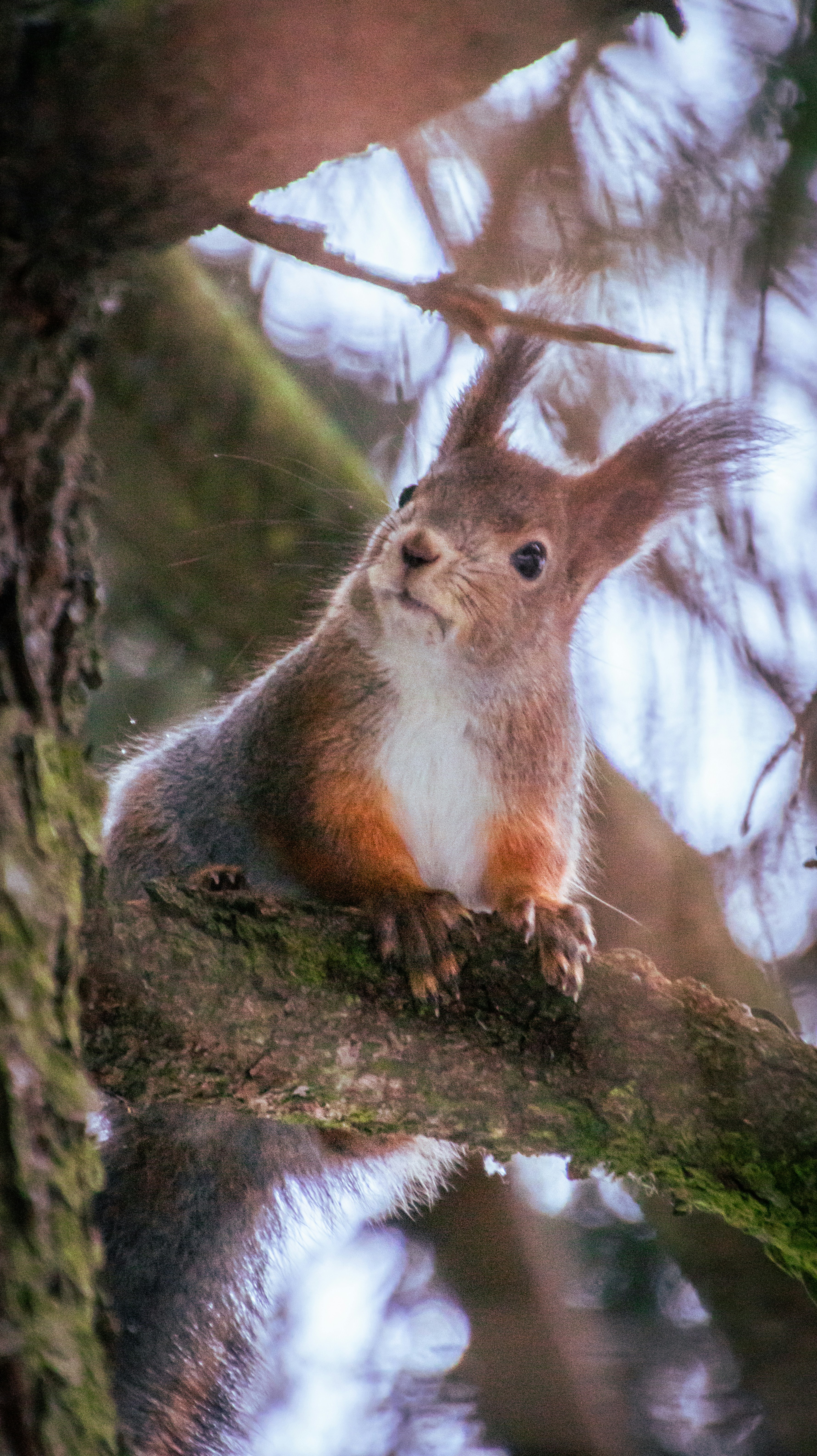 Squirrel on a Mossy Branch: A Moment of Forest Curiosity