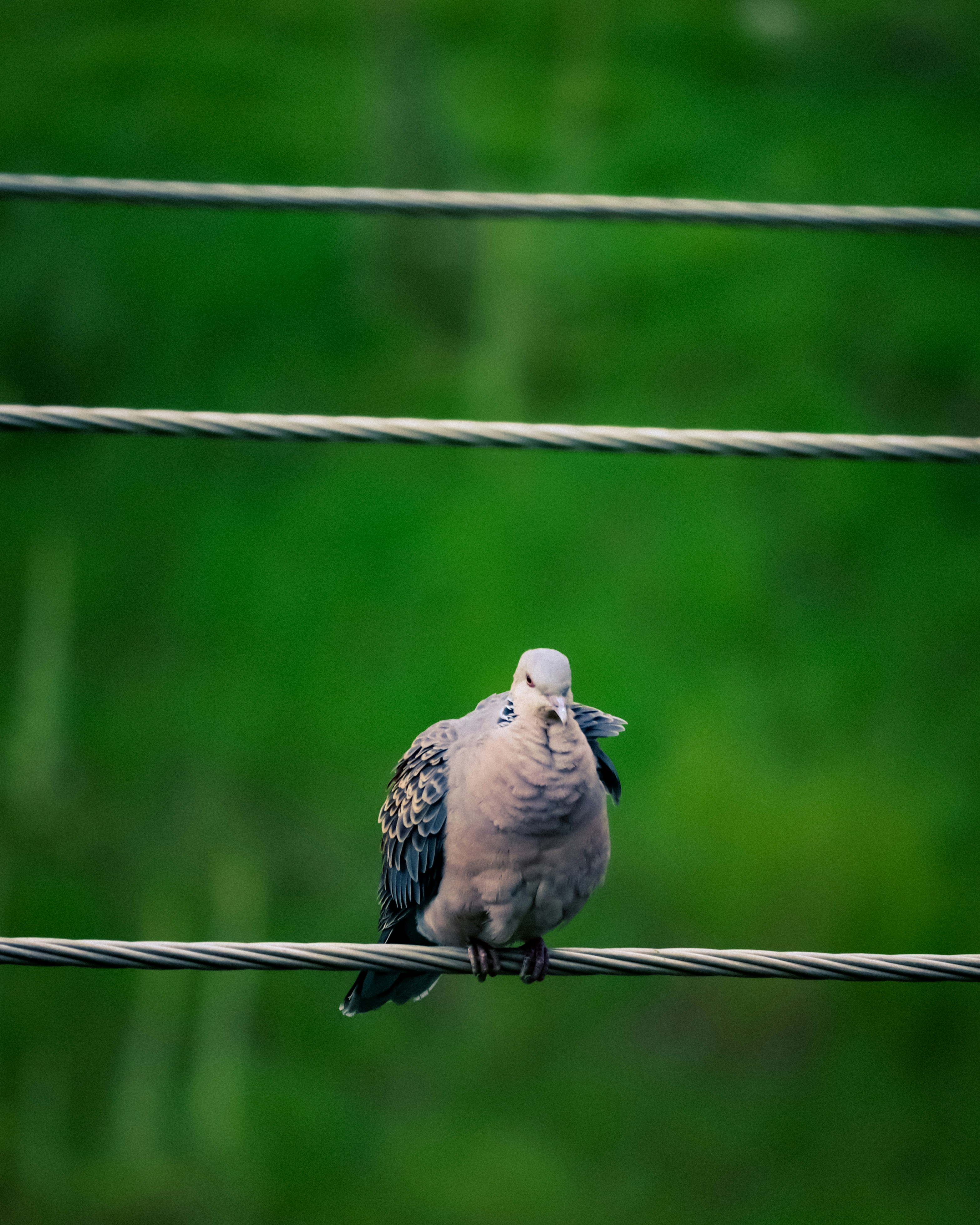 Perched on a Cable: Pigeon Framed by Verdant Blur