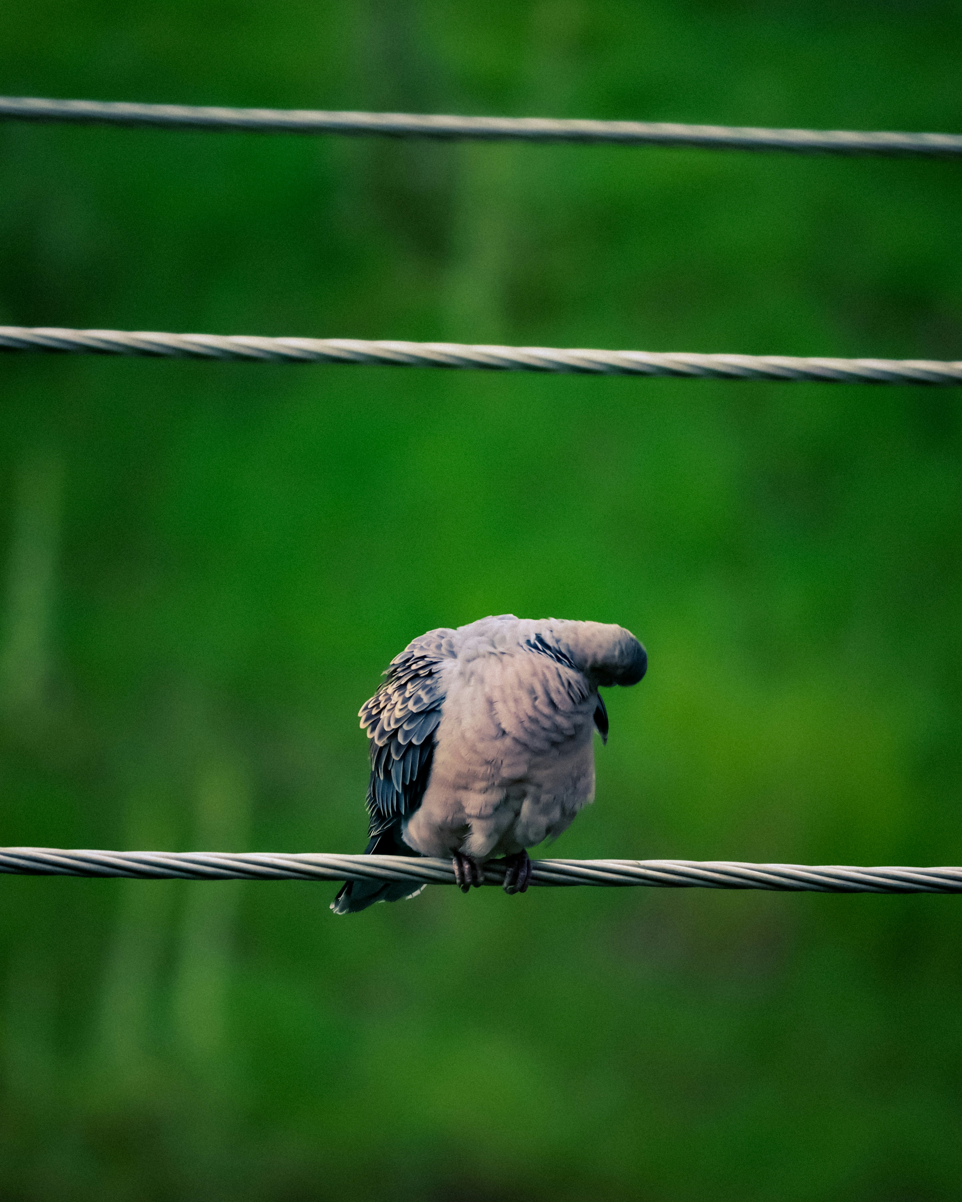 Wireside Solitude: A Pigeon Perched in Emerald Quiet