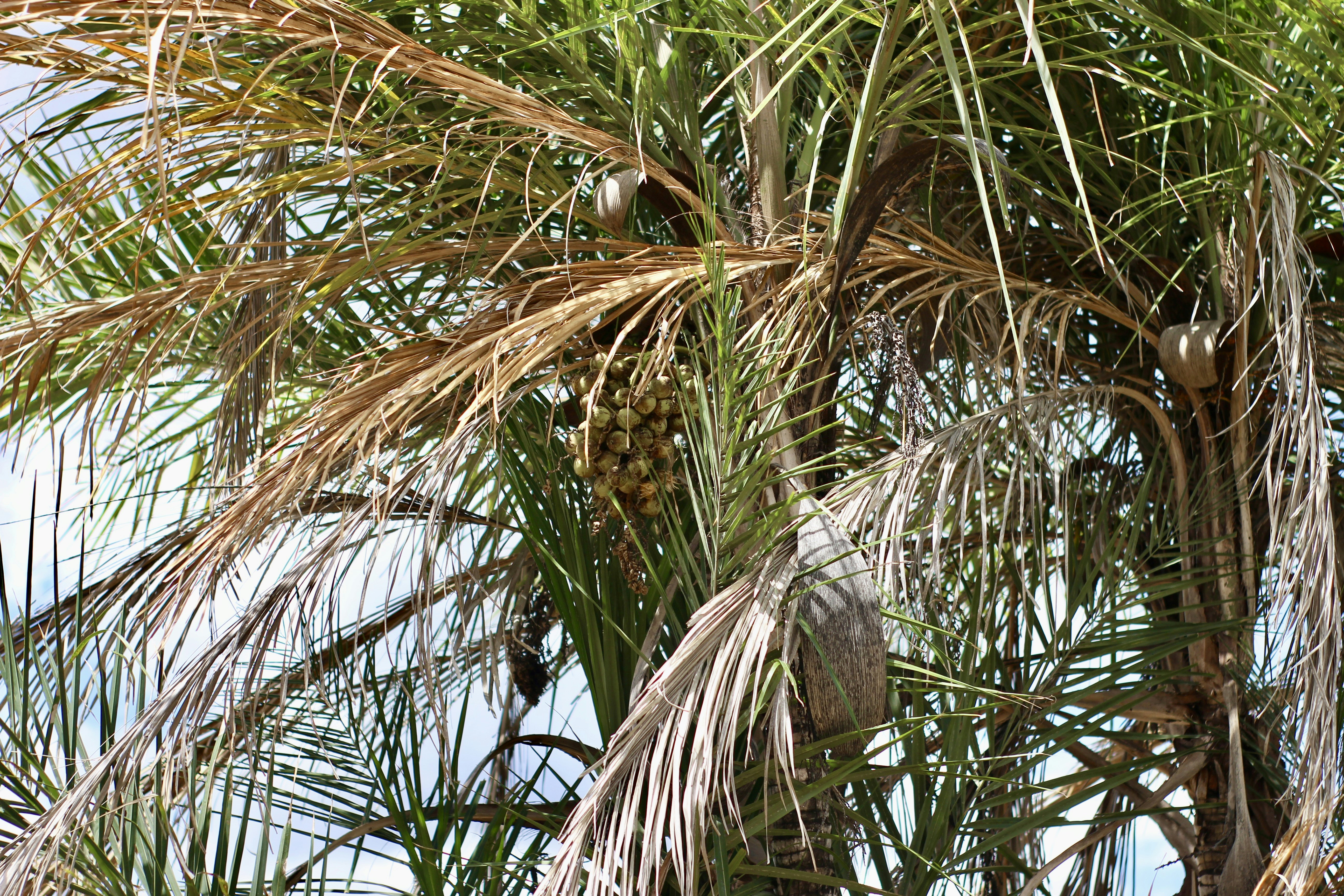 a close-up of some palm trees