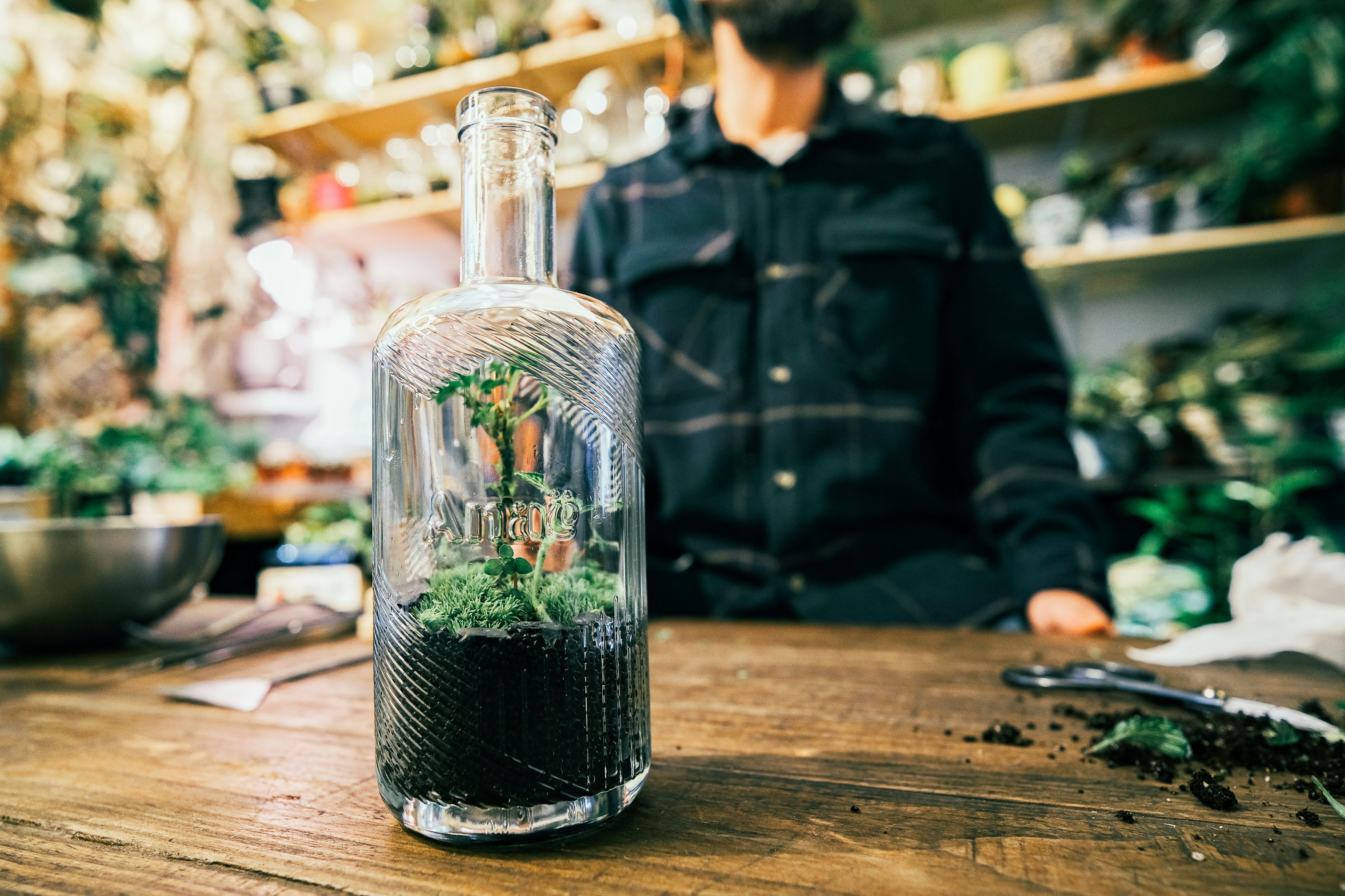 Glass Bottle Garden: A Tiny Sprout Emerges from Dark Soil on a Wooden Counter