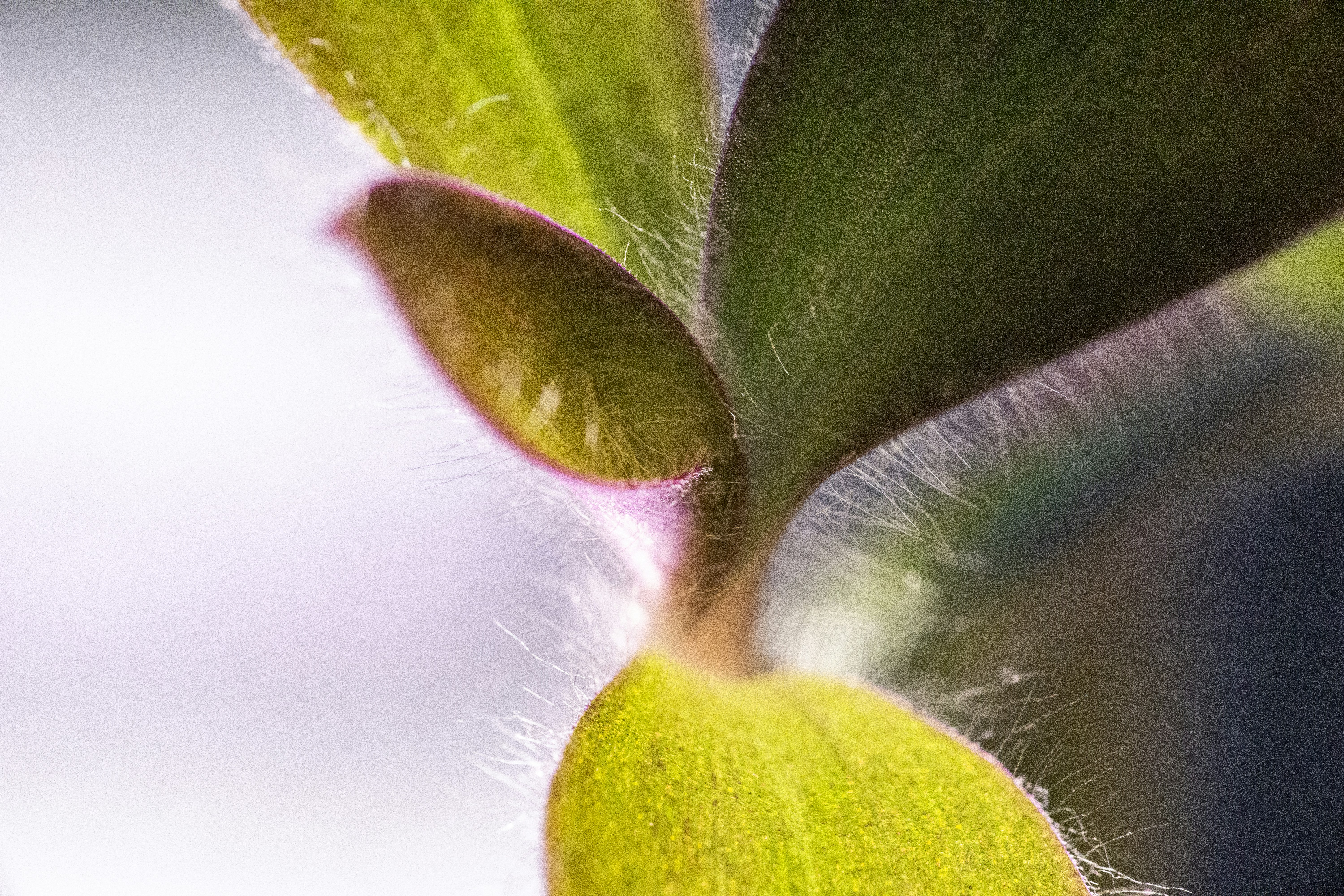 Macro shot of a plant's vibrant leaves showcasing fine hair-like structures and subtle color variations.