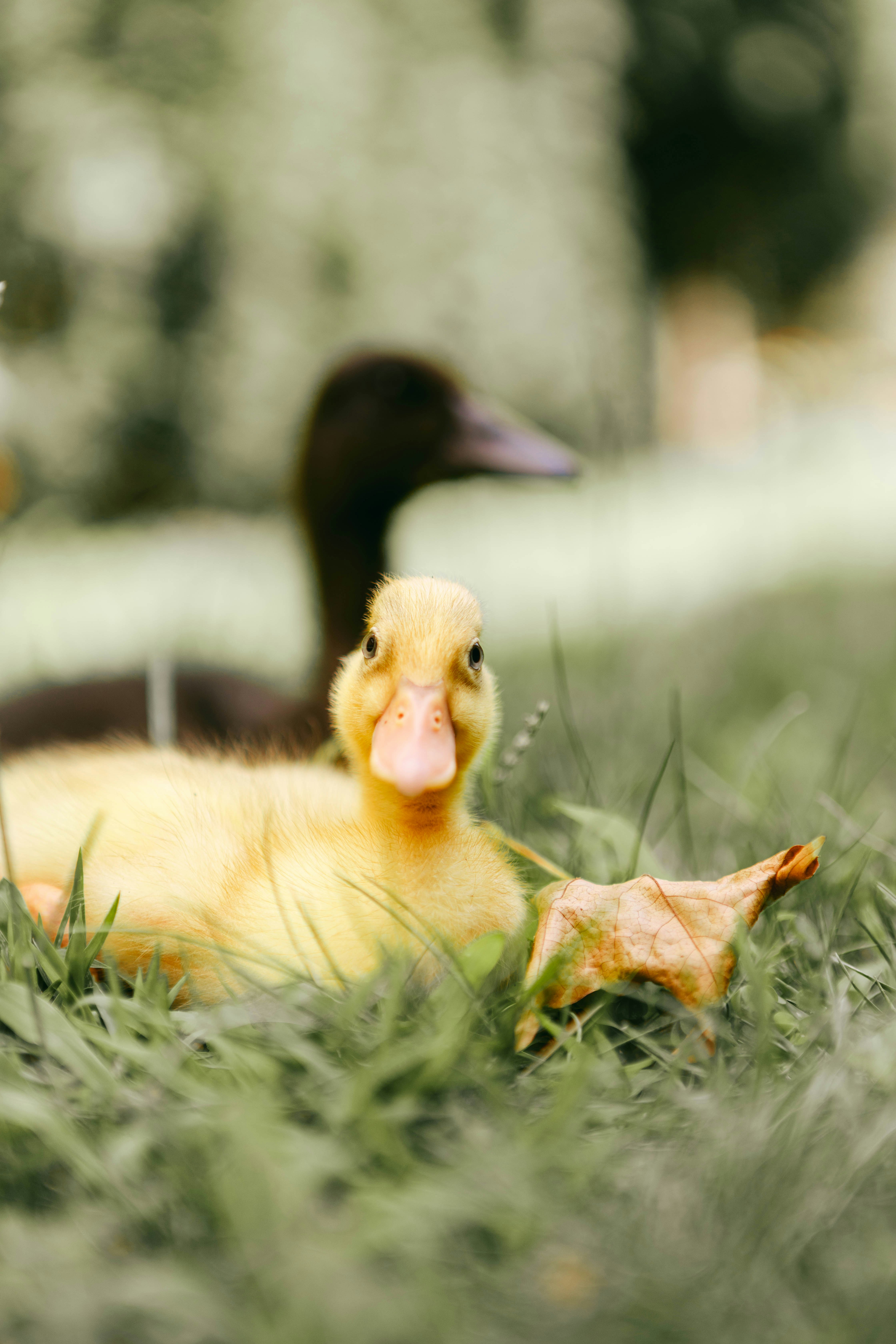Ground-Level Gaze: A Duckling's Curious Look Through Grass