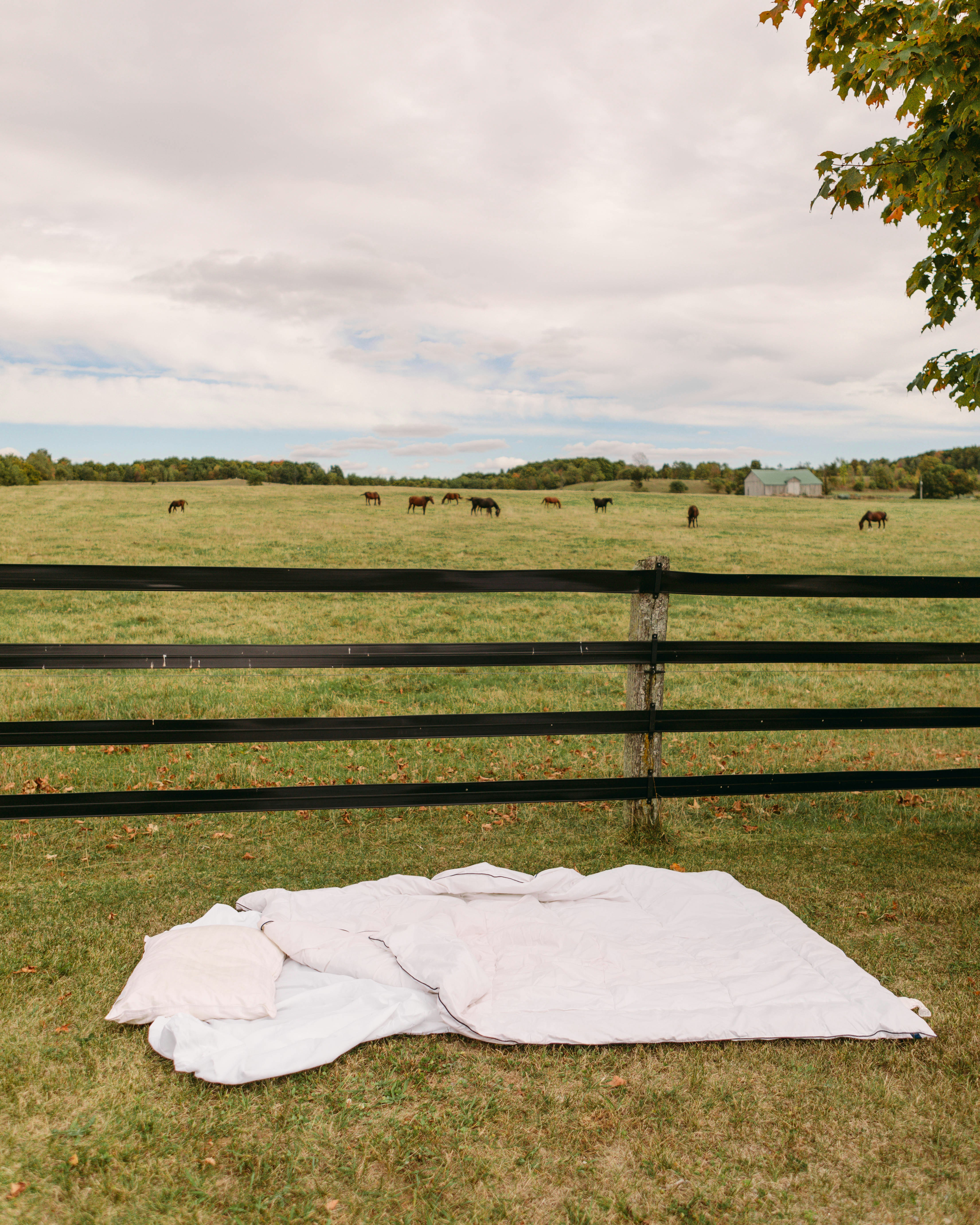 A group of animals stand in a grassy field photo – Free Countryside ...