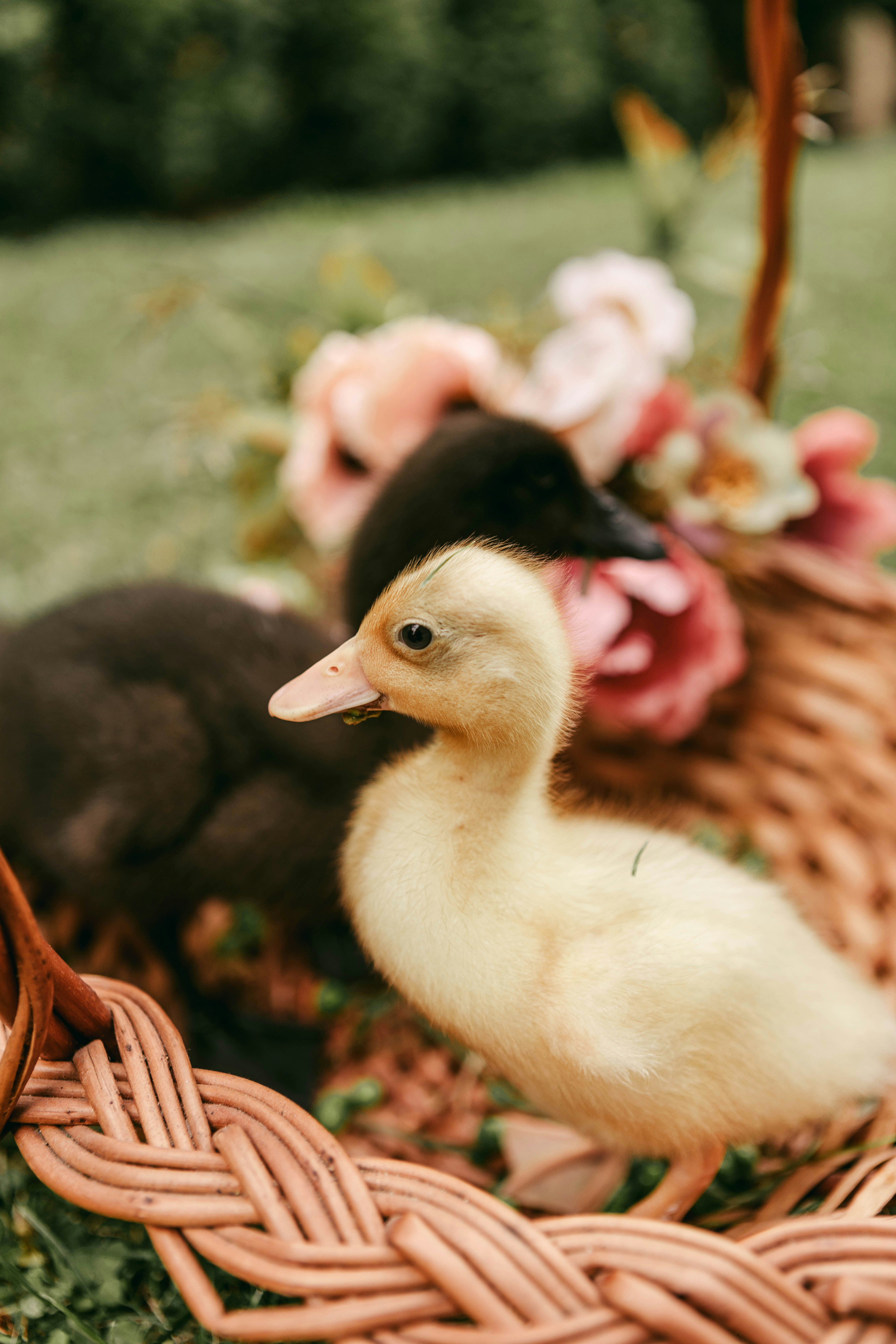 A Curious Duckling in a Wicker Morning