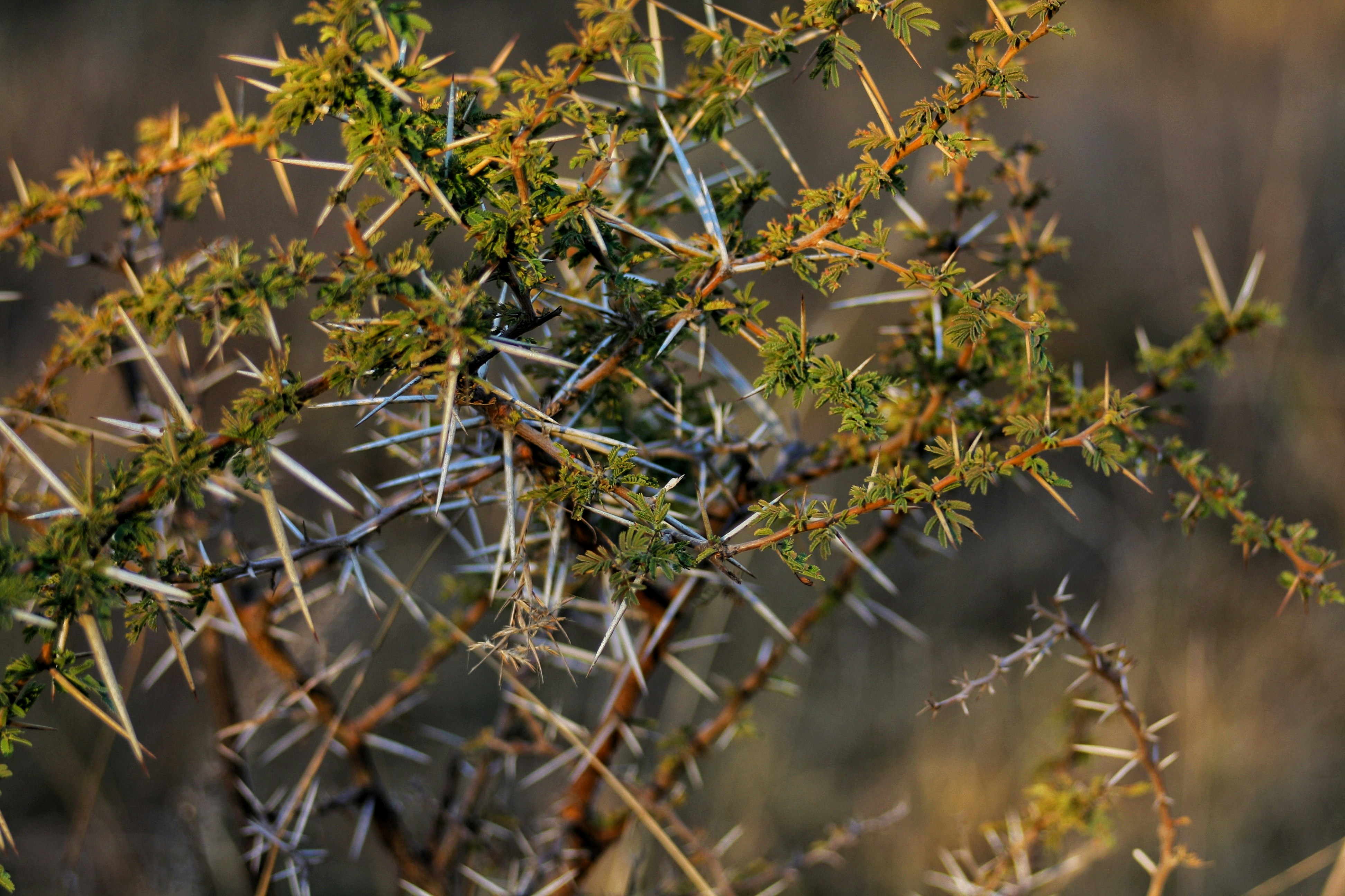 A close-up view of a thorny bush showcasing sharp thorns and vibrant green leaves against a blurred background. The intricate details highlight the plant's natural defenses.