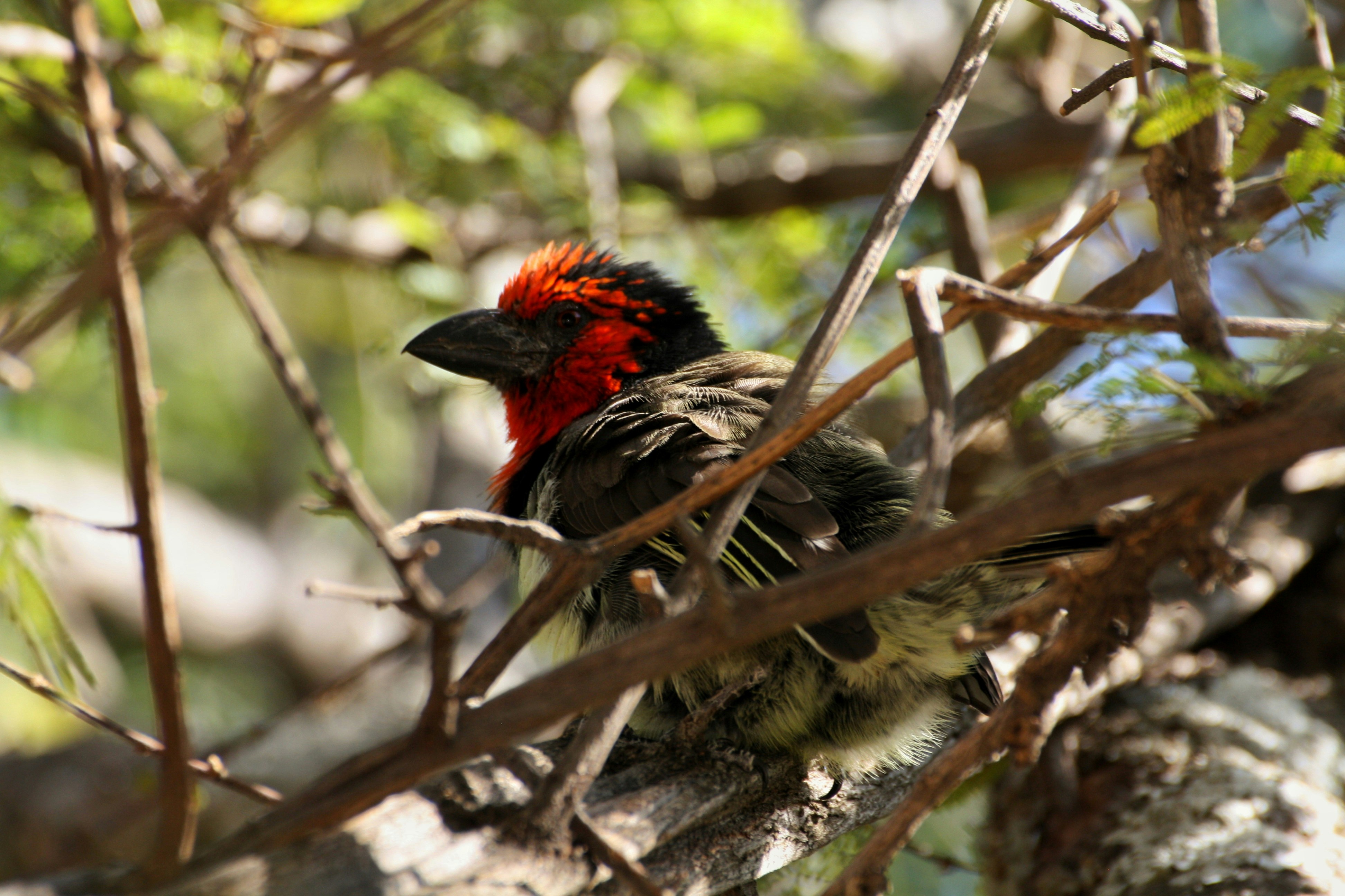 A vibrant bird with a striking red crest perched amidst a tangle of branches, showcasing its colorful plumage against a blurred natural backdrop.