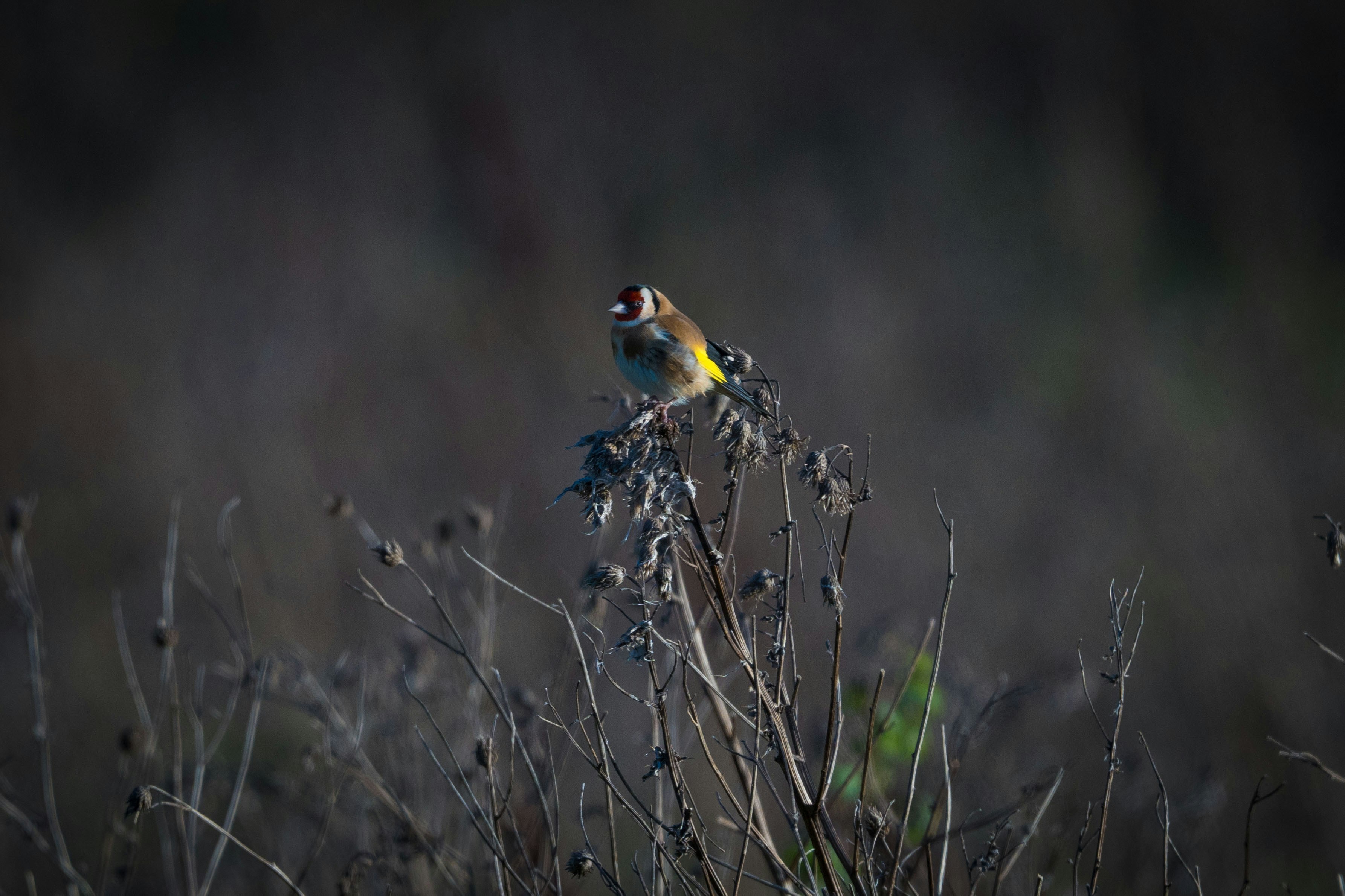 a bird sits on a branch