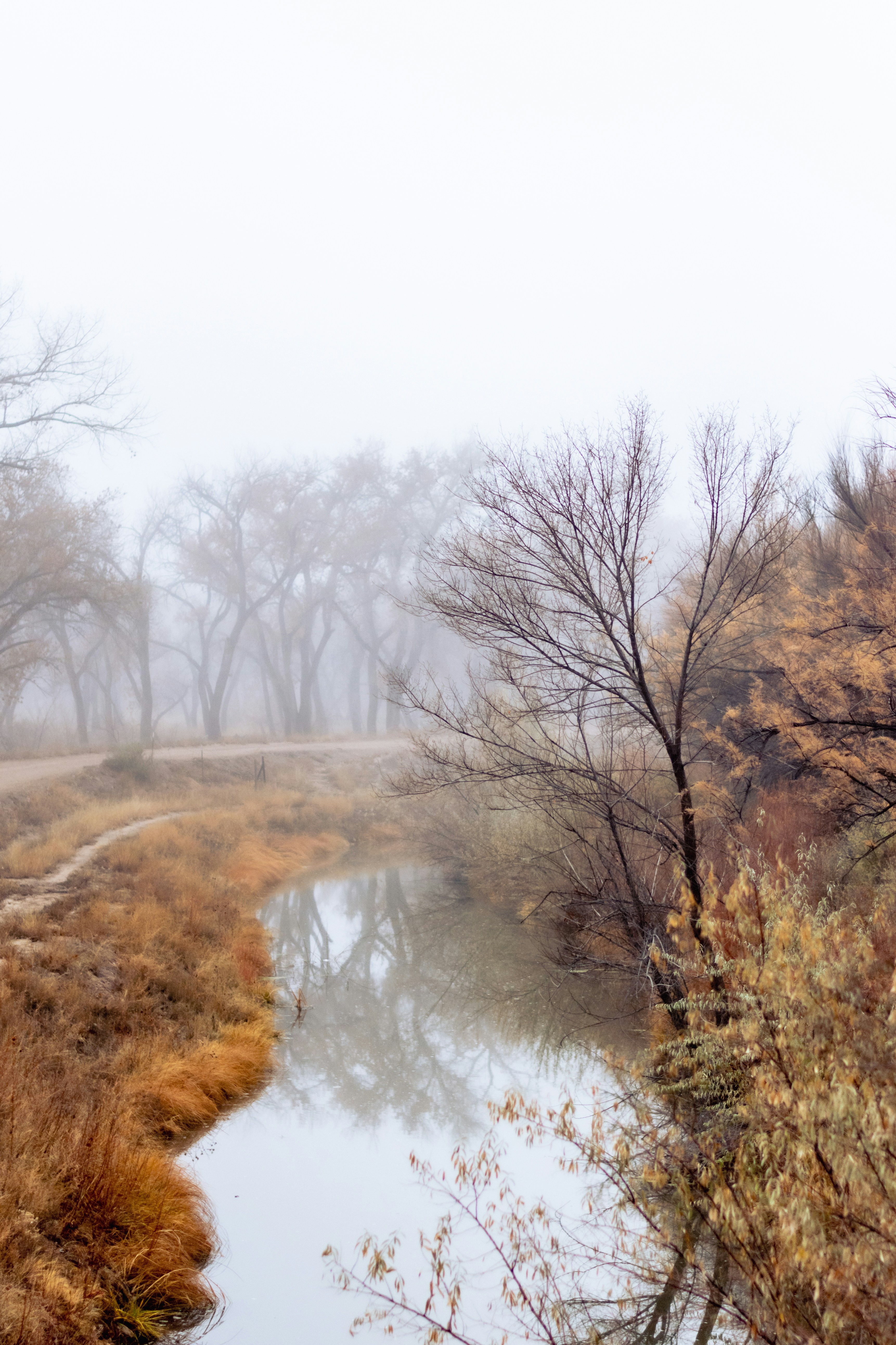 Fog-bound Riverbend: Reflections of Bare Trees Among Amber Reeds