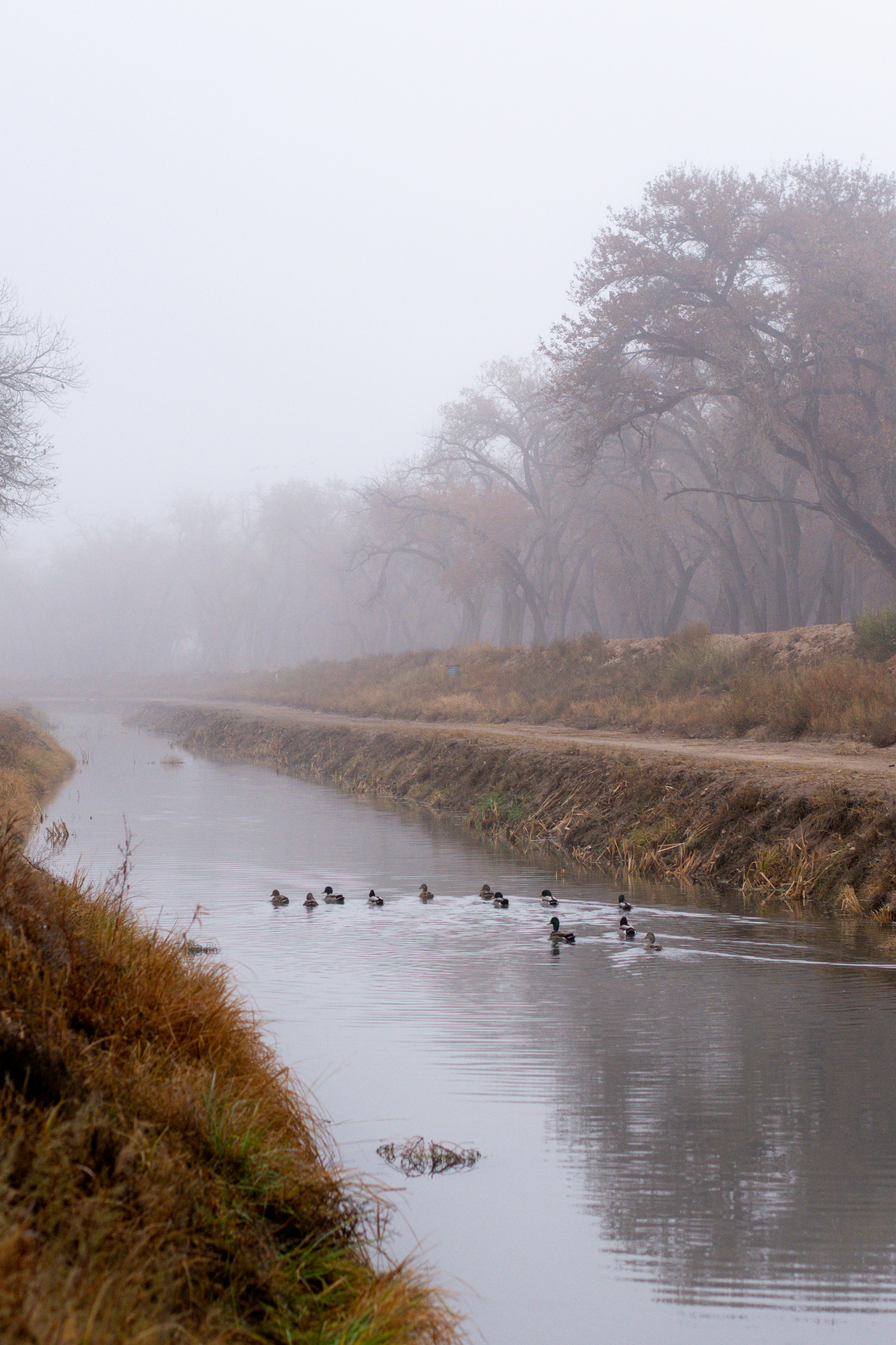a group of ducks in a lake