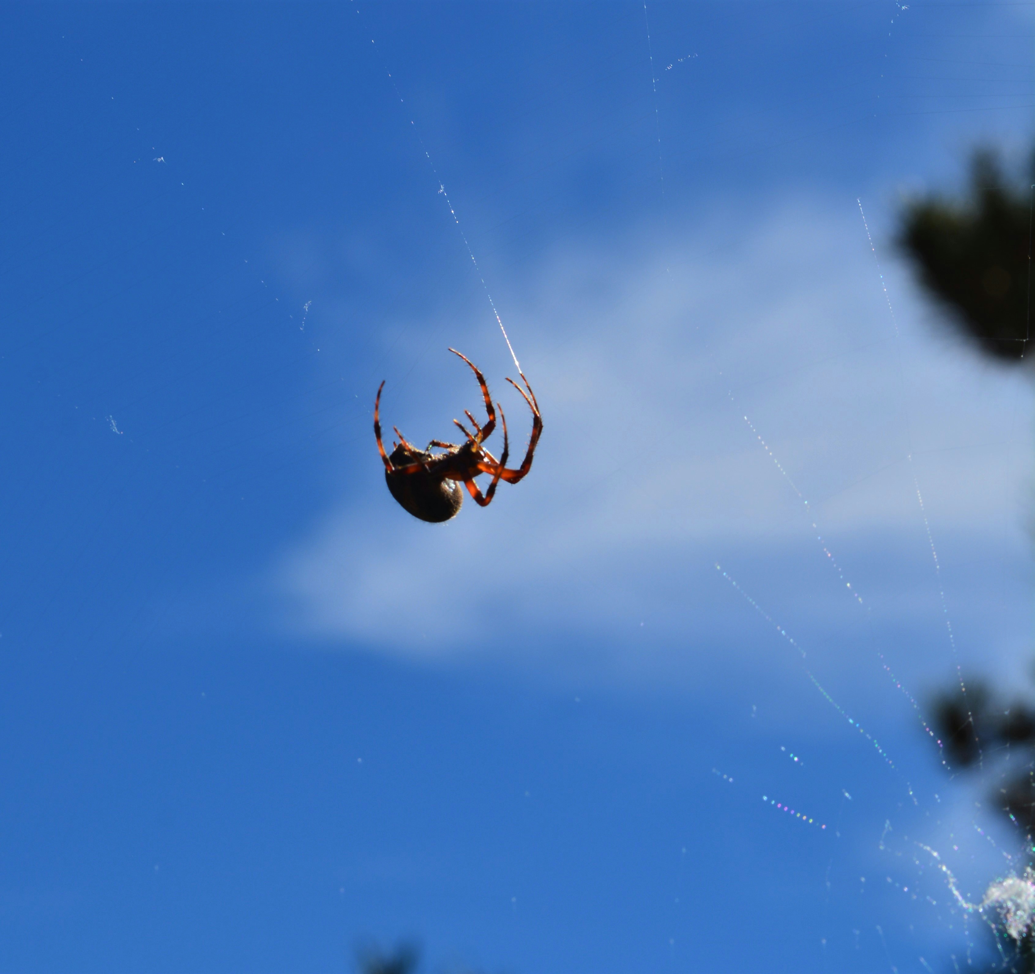 a spider in the air