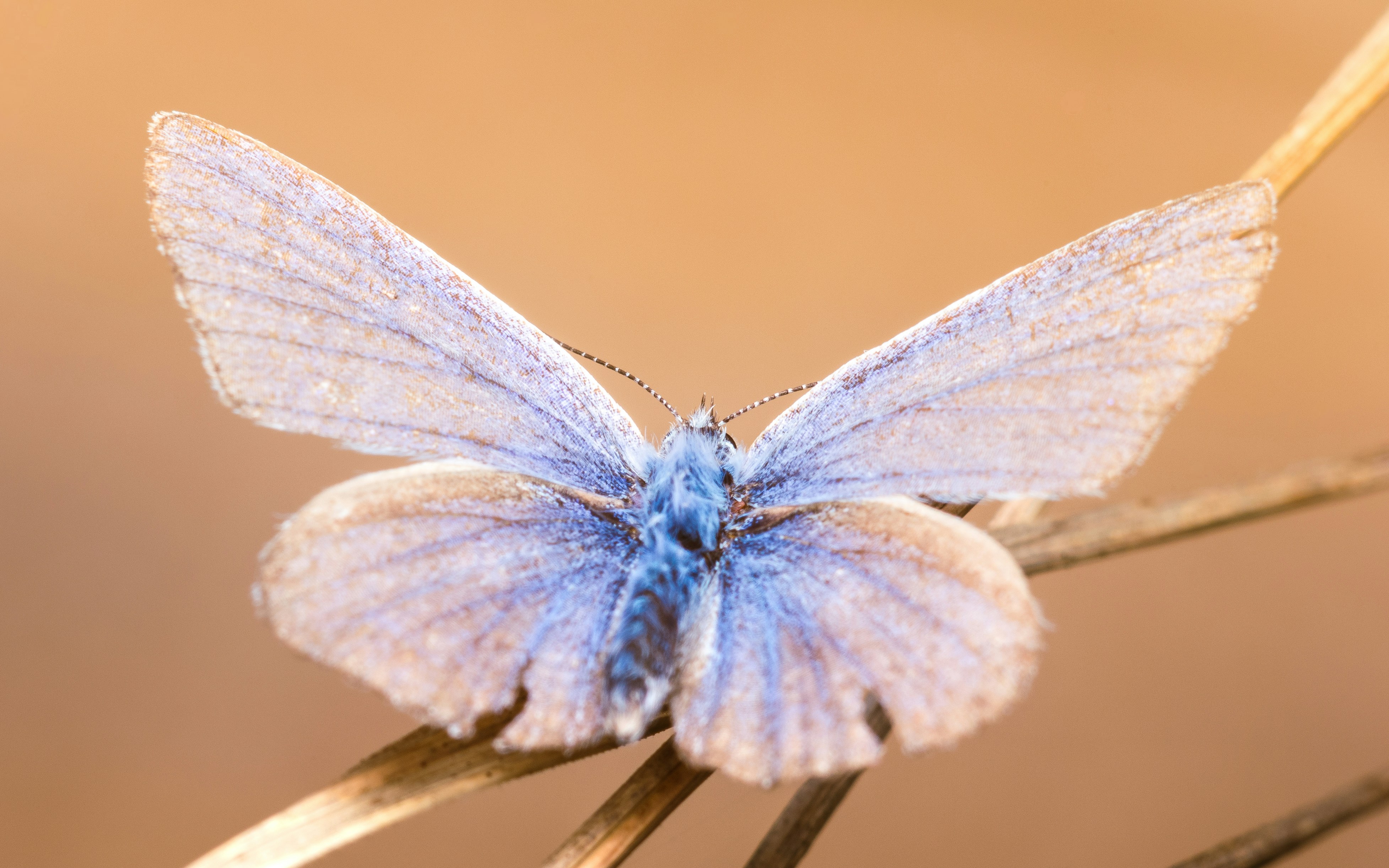 A white and blue moth photo – Free Poland Image on Unsplash