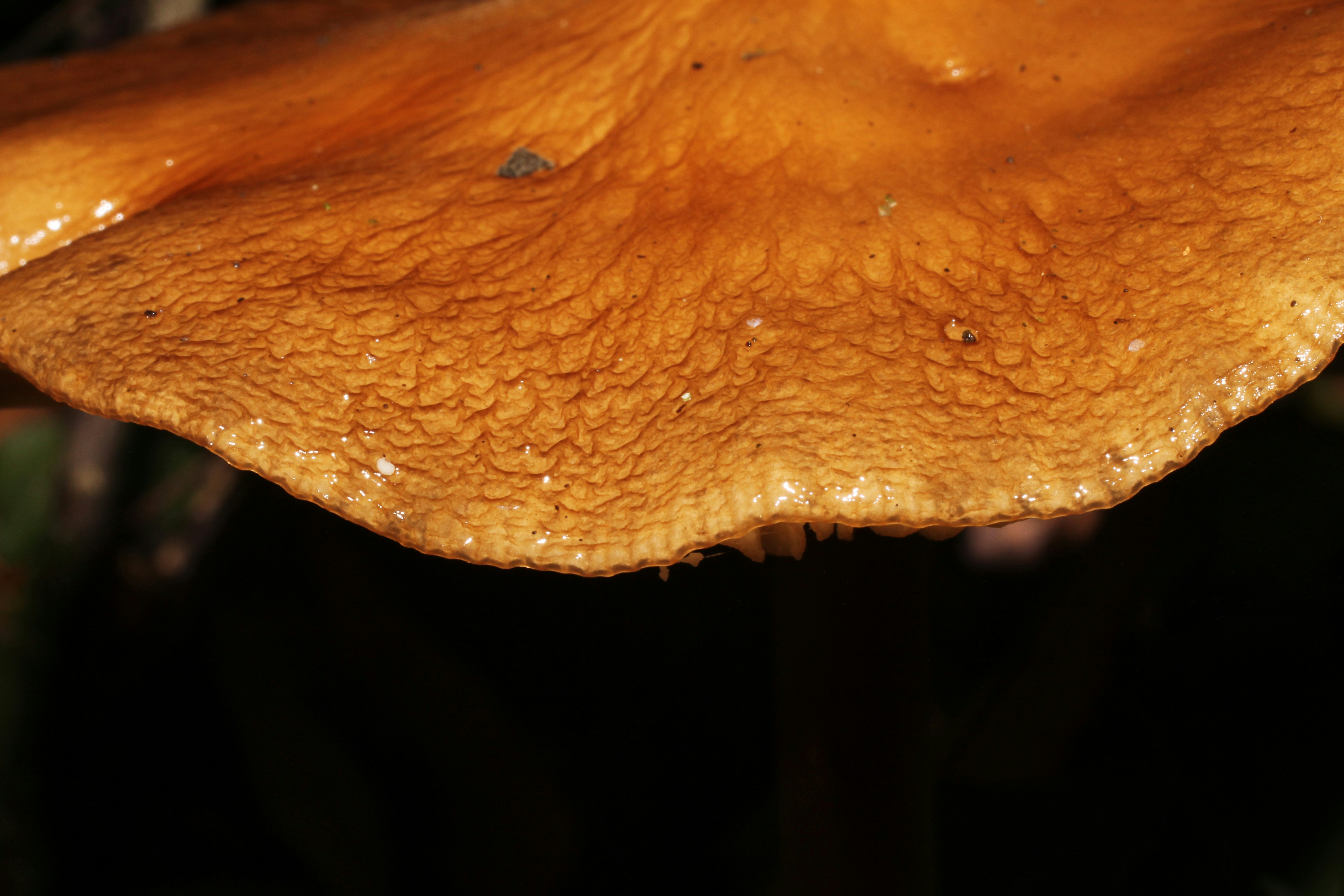 Photo by Ferdinando with Canon EOS 1300D