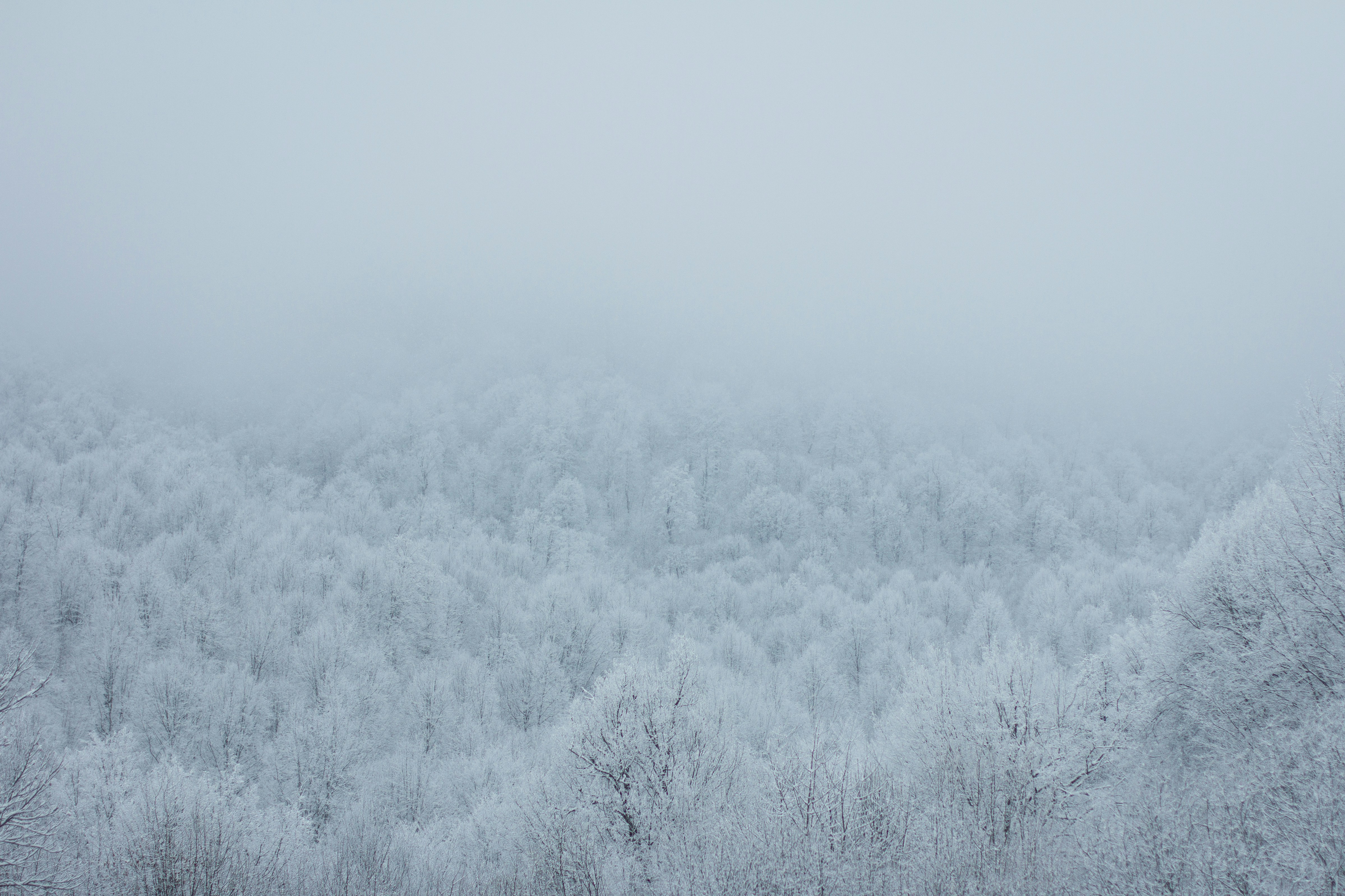 Winter forest covered in snow