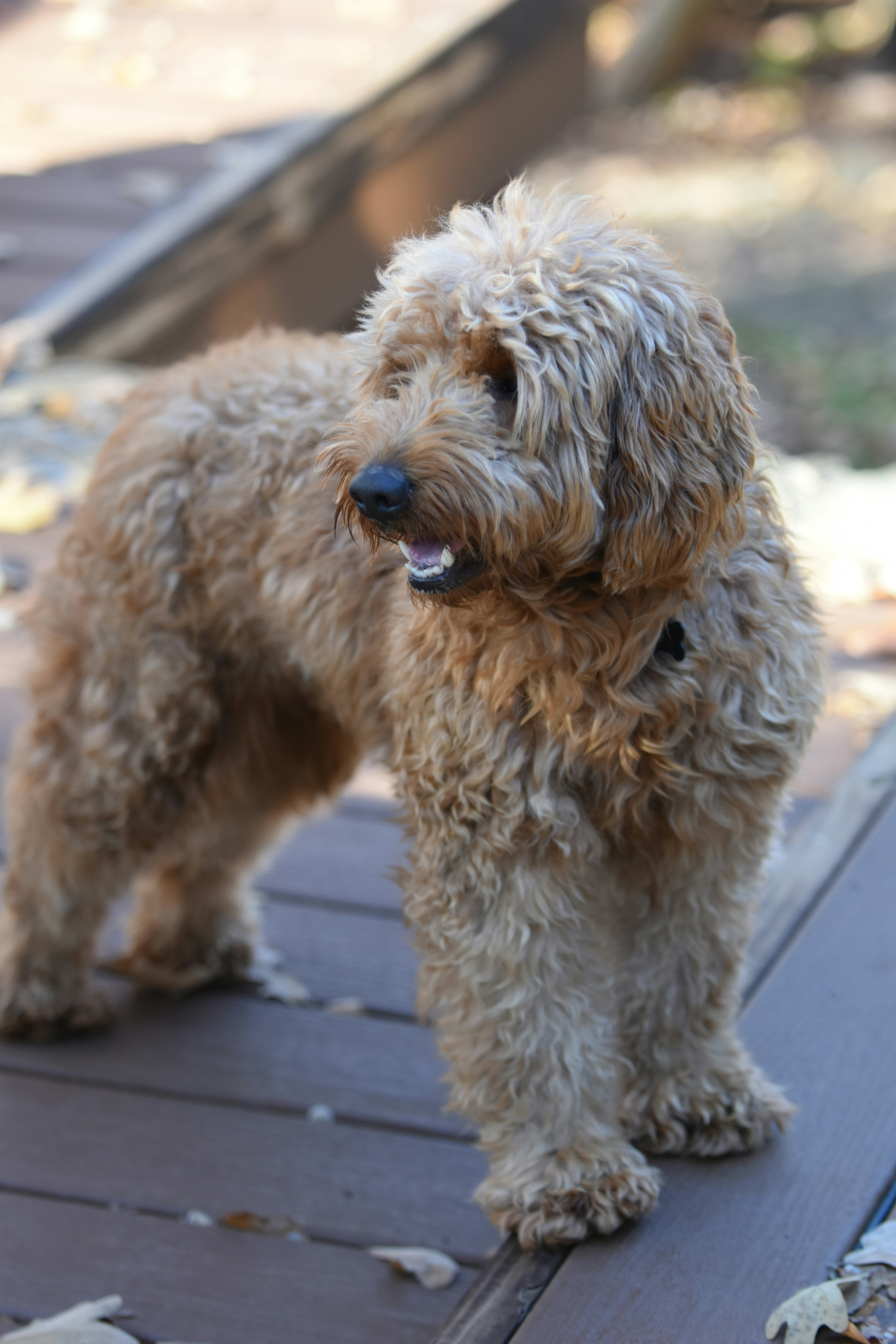 Mini goldendoodle standing on porch