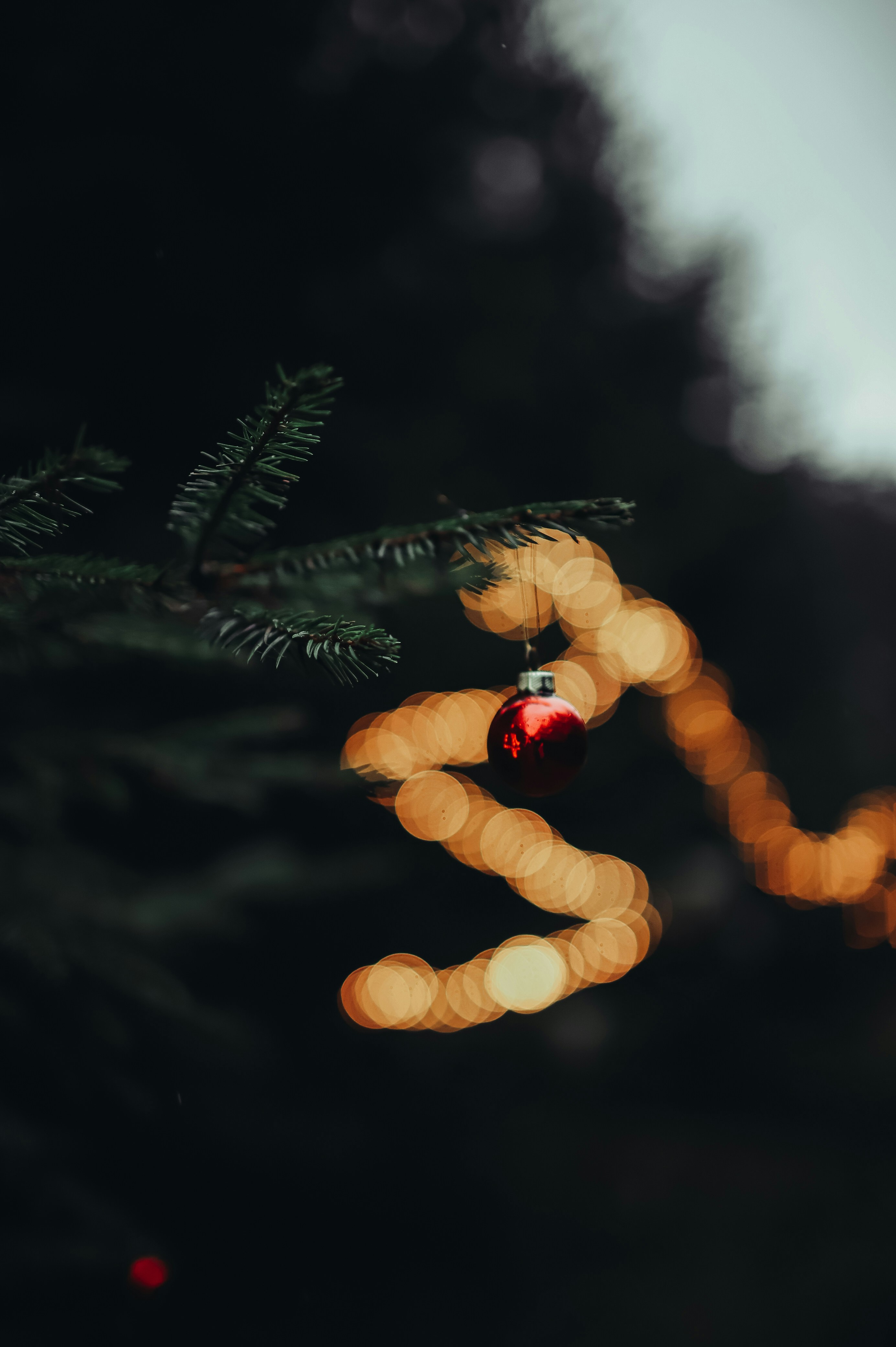 Crimson Ornament Wading Through a River of Golden Bokeh