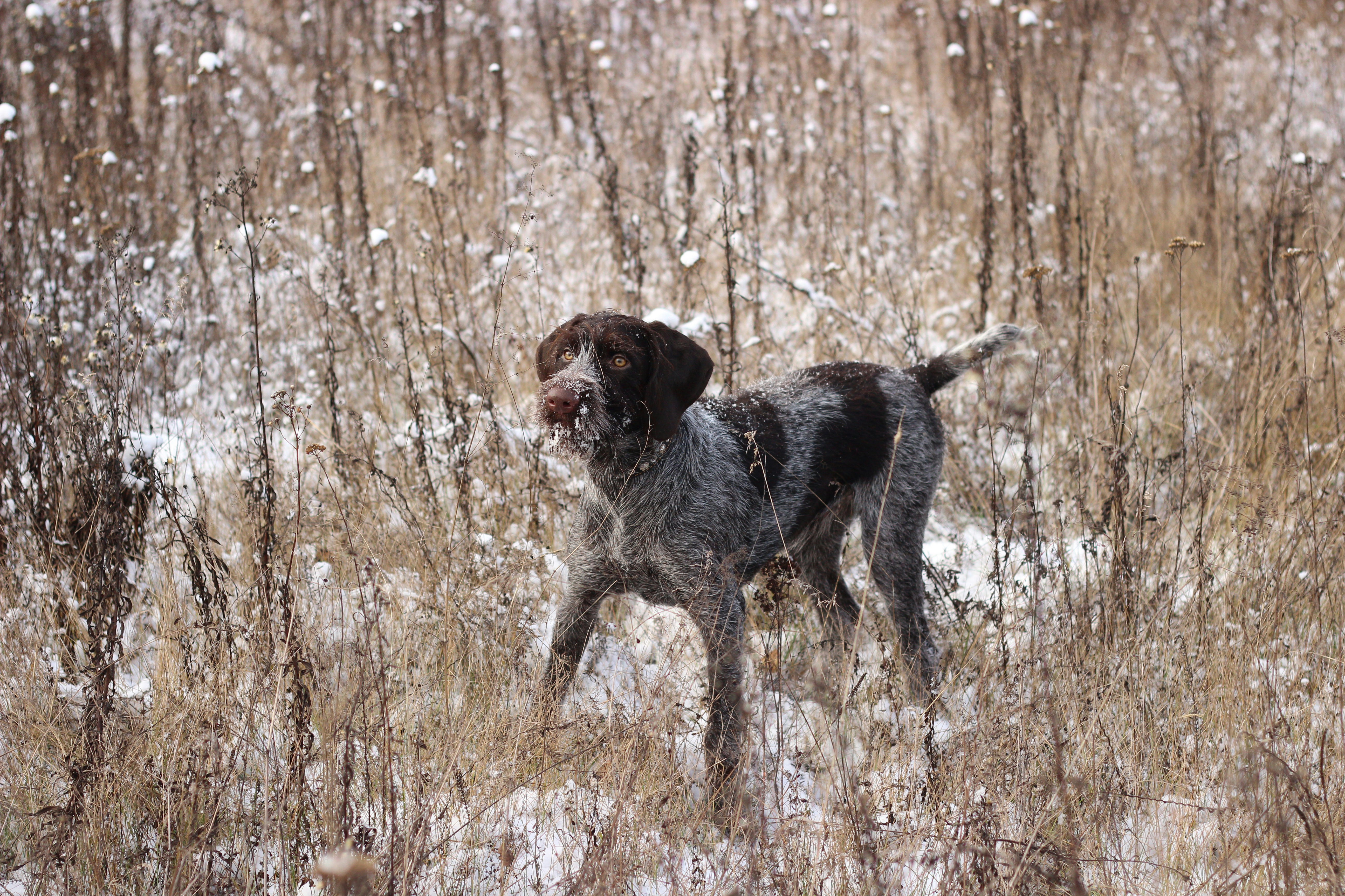 Winter Scout: A Smoky-Gray Setter Amid Frosted Stubble