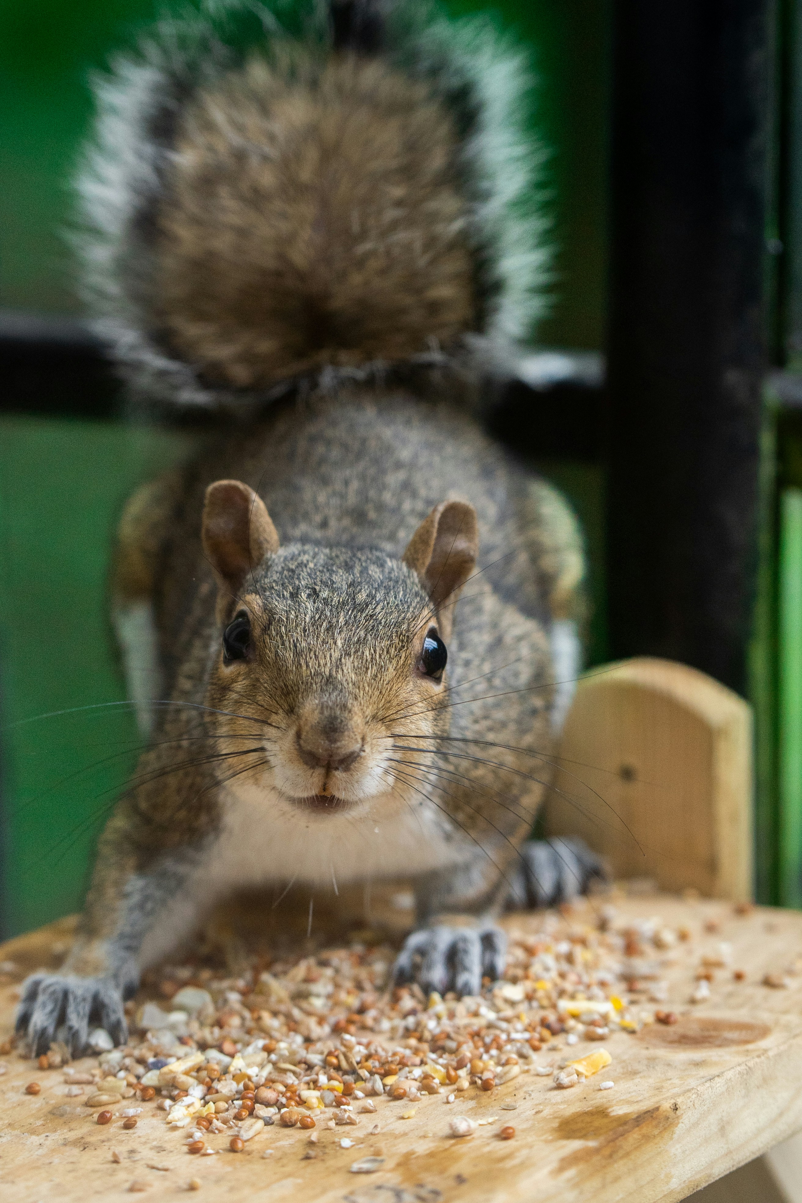 cute, fluffy squirrel perched on a tree branch. The squirrel has a bushy tail and big, shiny eyes, and it looks like it's about to scamper off into the forest. The photograph is taken in a natural outdoor setting, and the squirrel is surrounded by lush greenery. The image captures the playful and curious nature of these adorable animals.