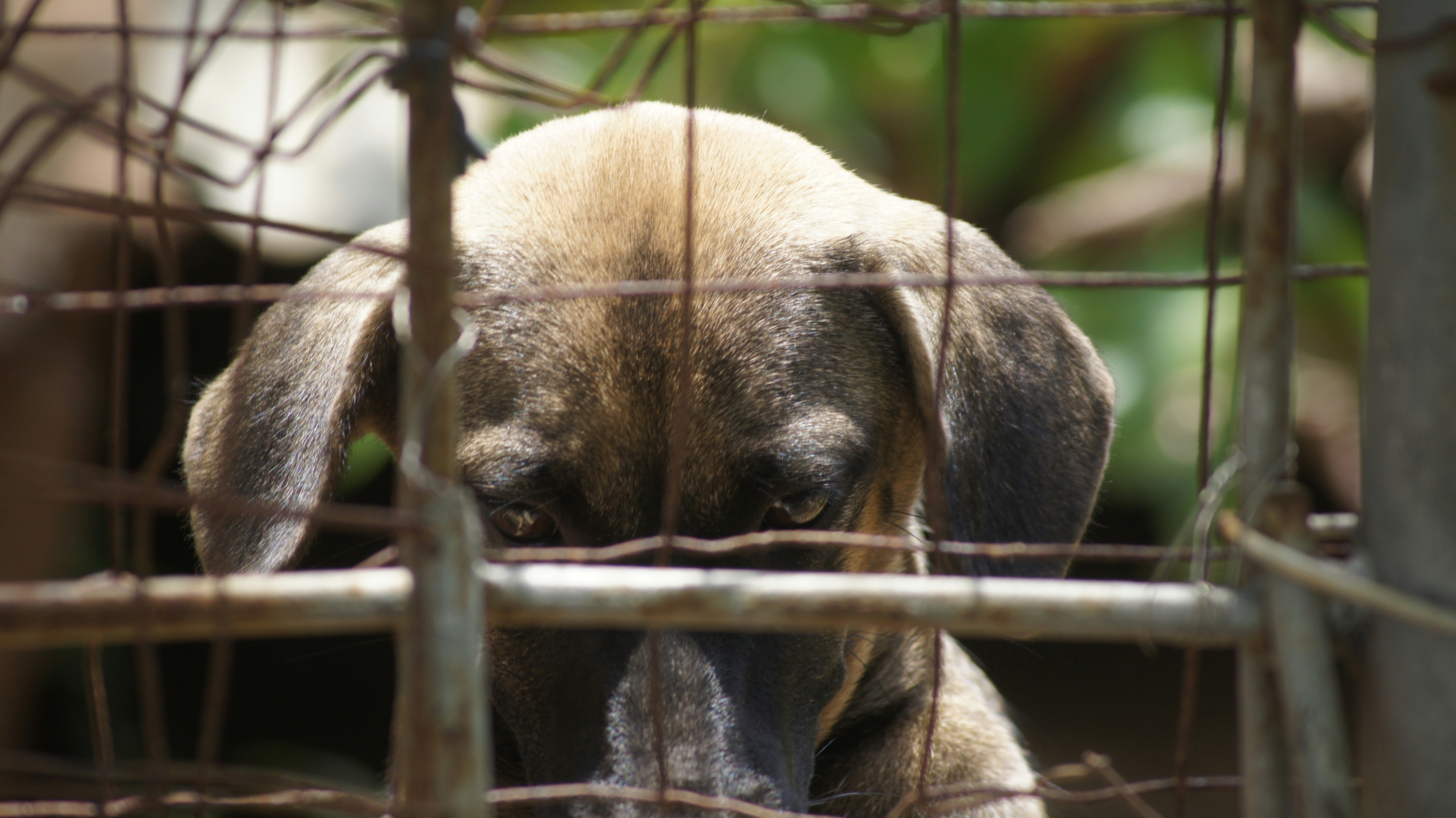 A sloth in a cage photo – Free Dog Image on Unsplash