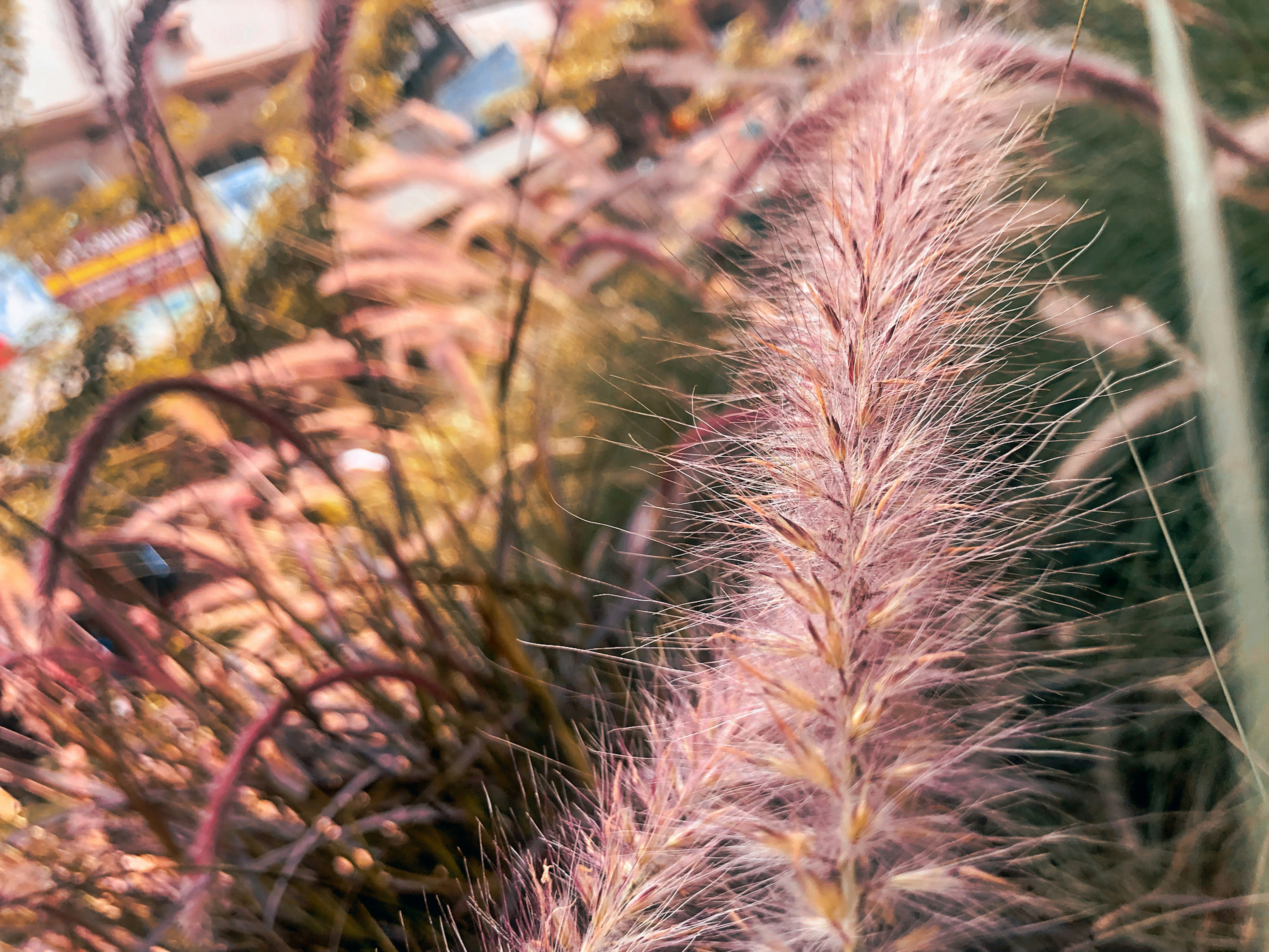 Pink-Tipped Grass Plume in a Warm Garden Moment