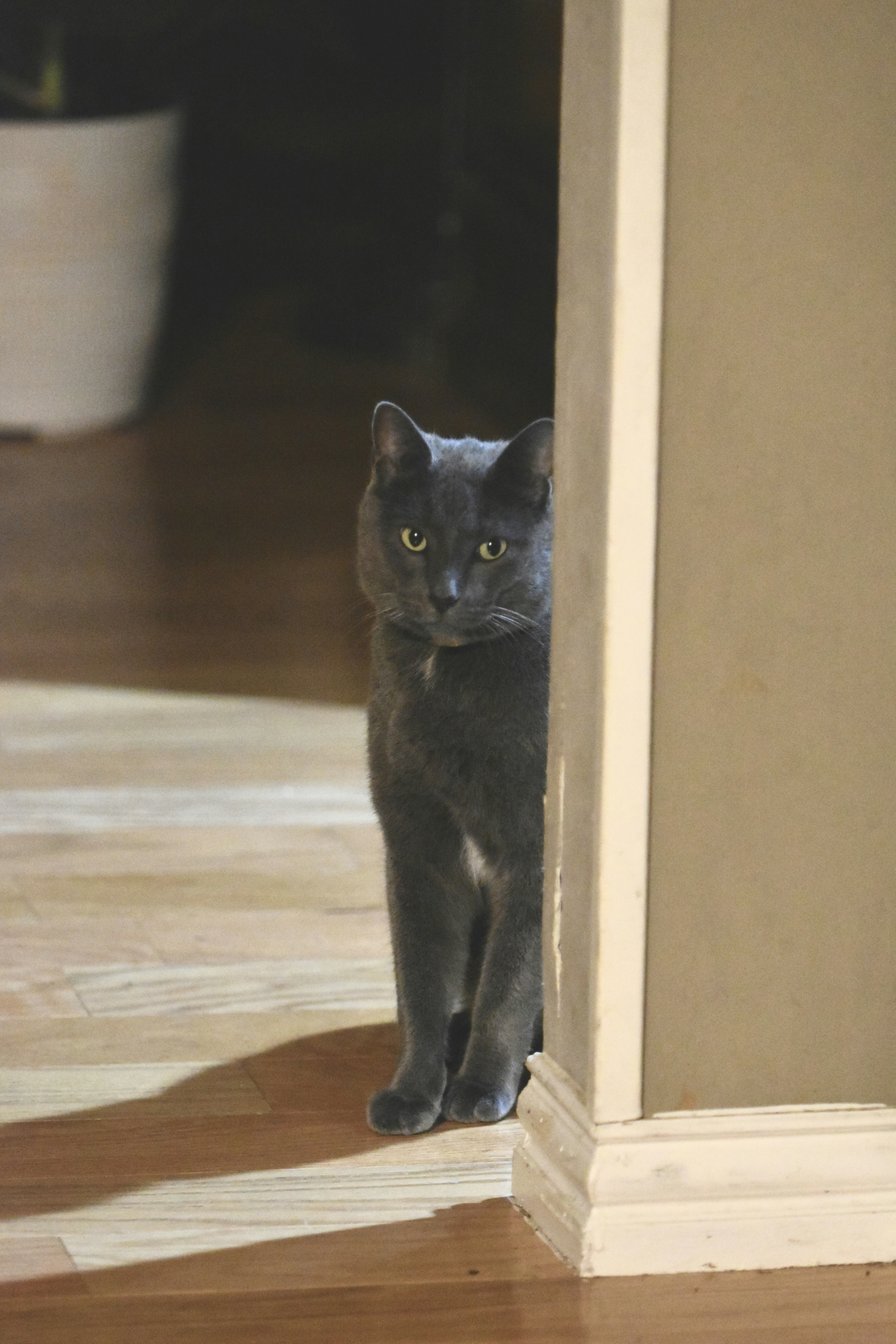 Hidden Observer: Gray Cat Peeking from Behind the Doorframe