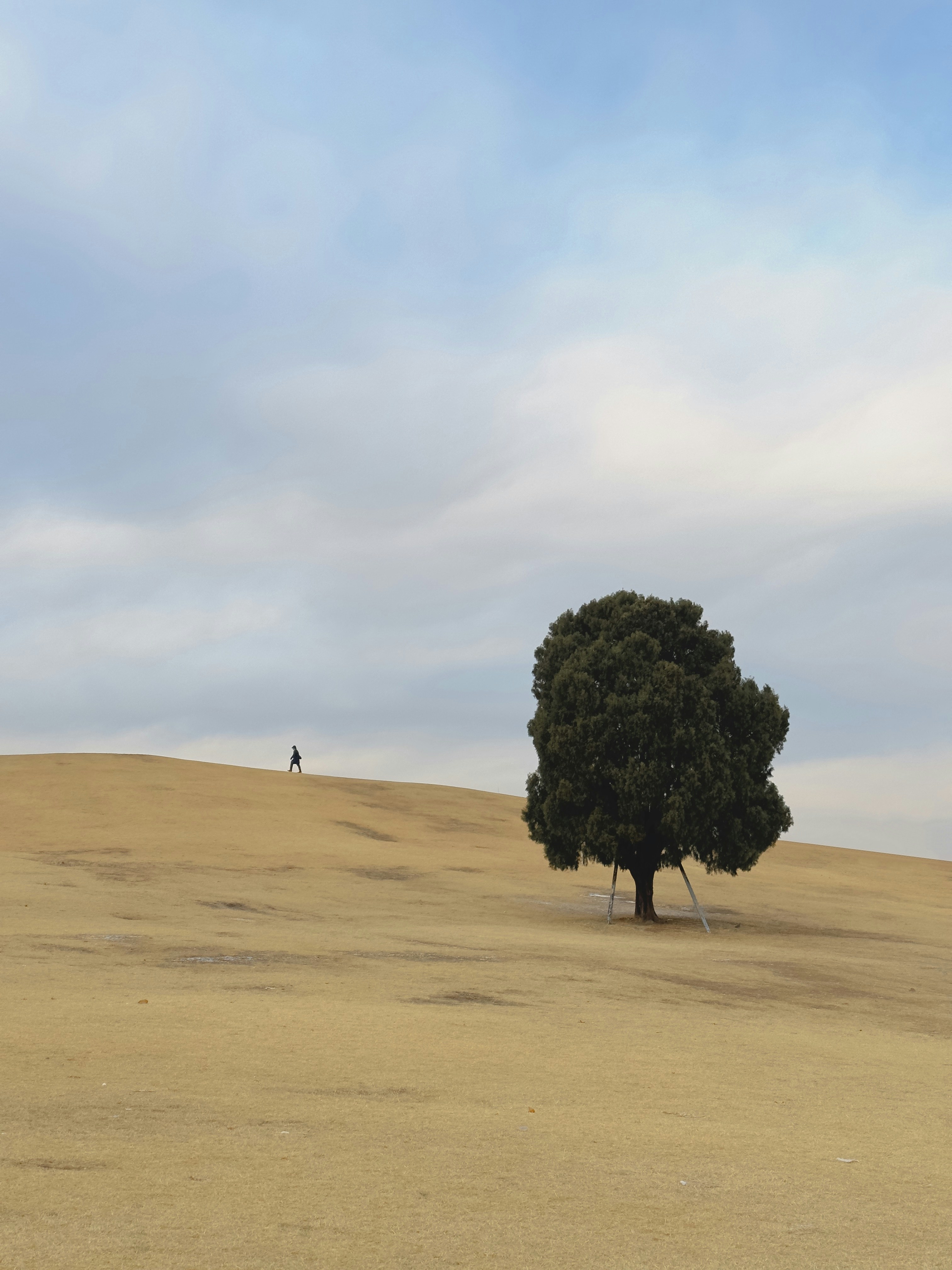 Foto Una persona caminando sobre una colina arenosa con un árbol ...