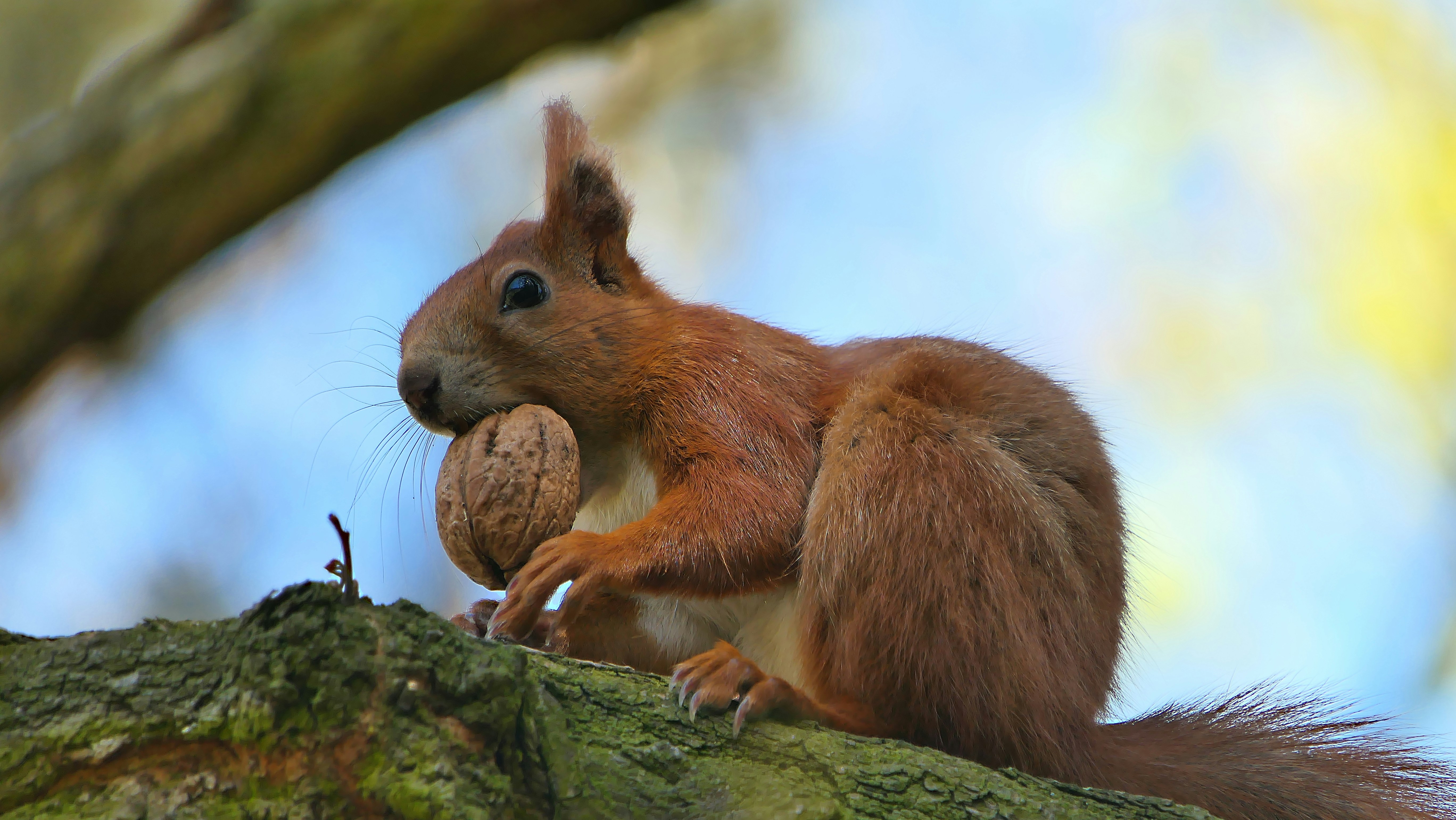 A squirrel on a tree photo – Free Poland Image on Unsplash
