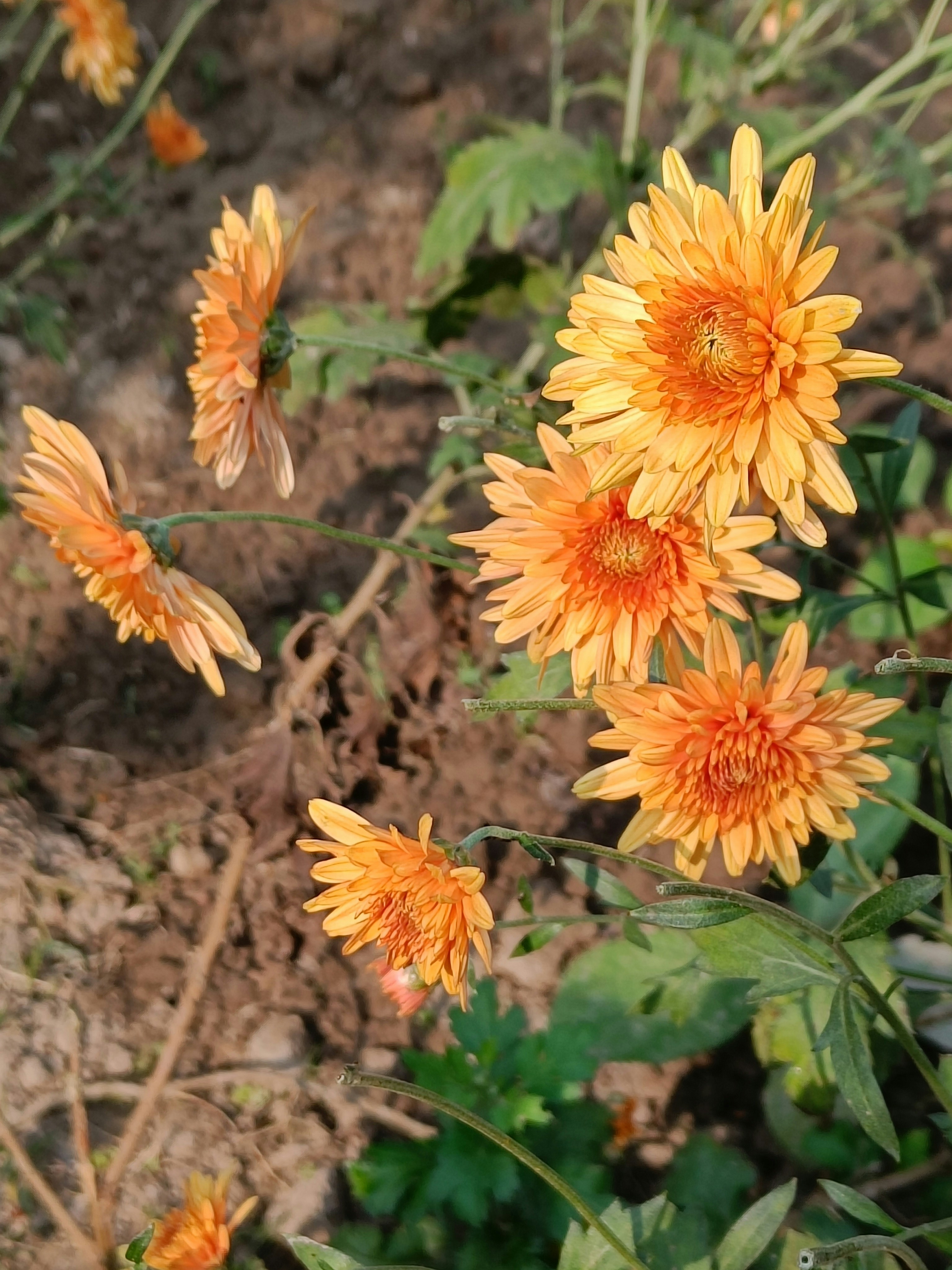 Cluster of orange chrysanthemums in full bloom against earthy ground cover.