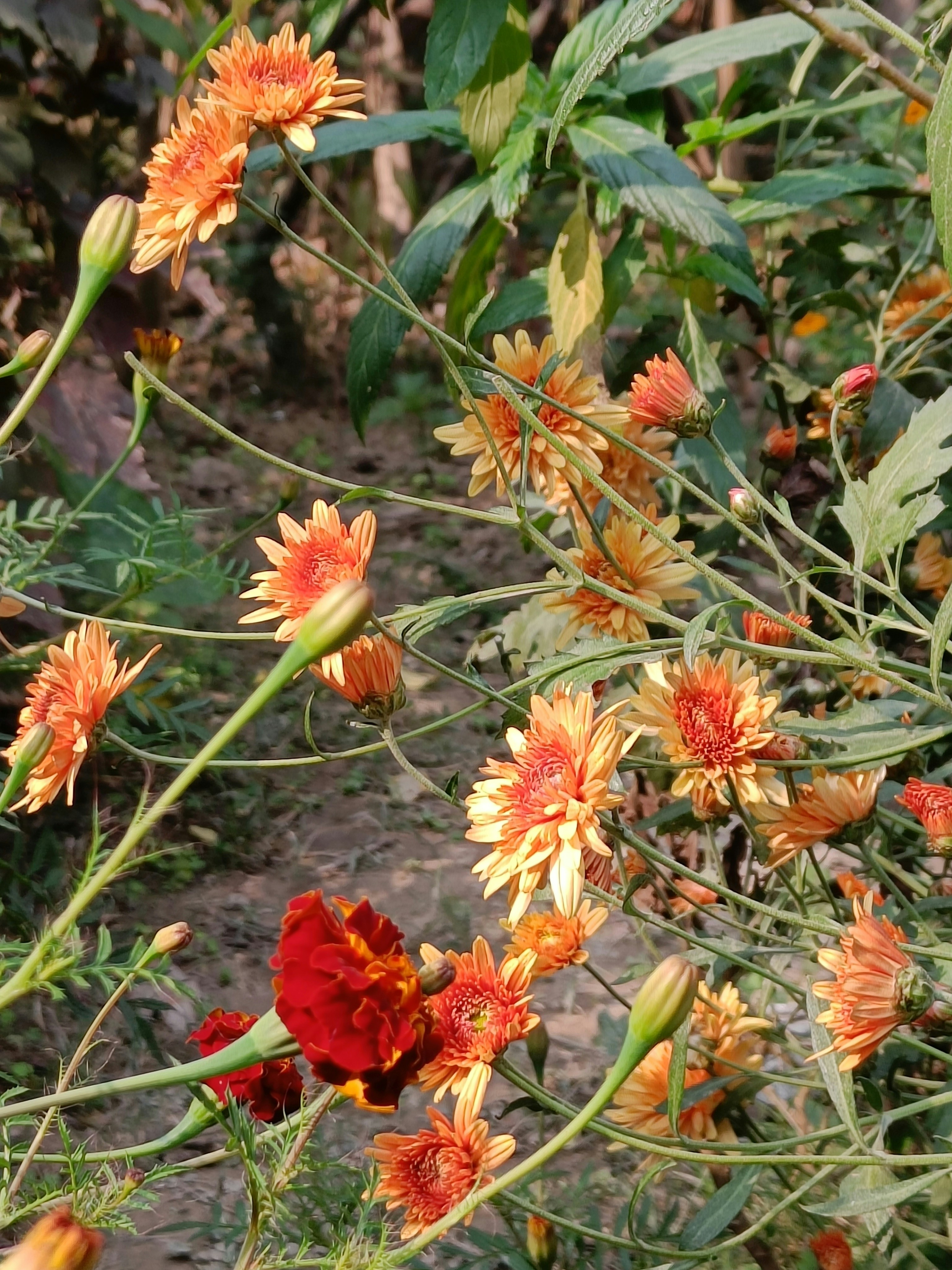 Vibrant orange and red flowers intertwine amidst lush green foliage, showcasing the beauty of a flourishing garden.