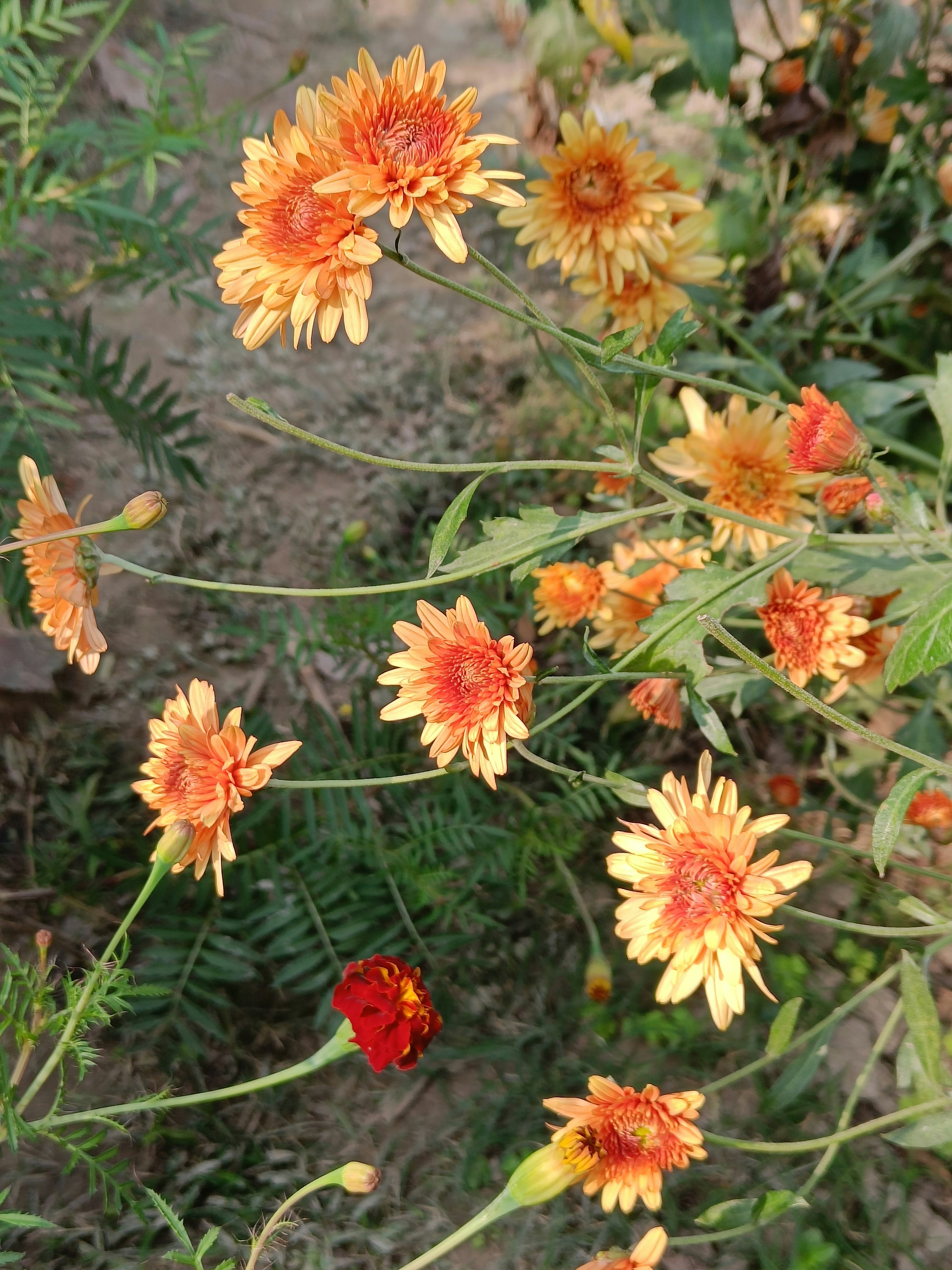 Cluster of orange and yellow flowers with a contrasting red marigold, set against a natural background.