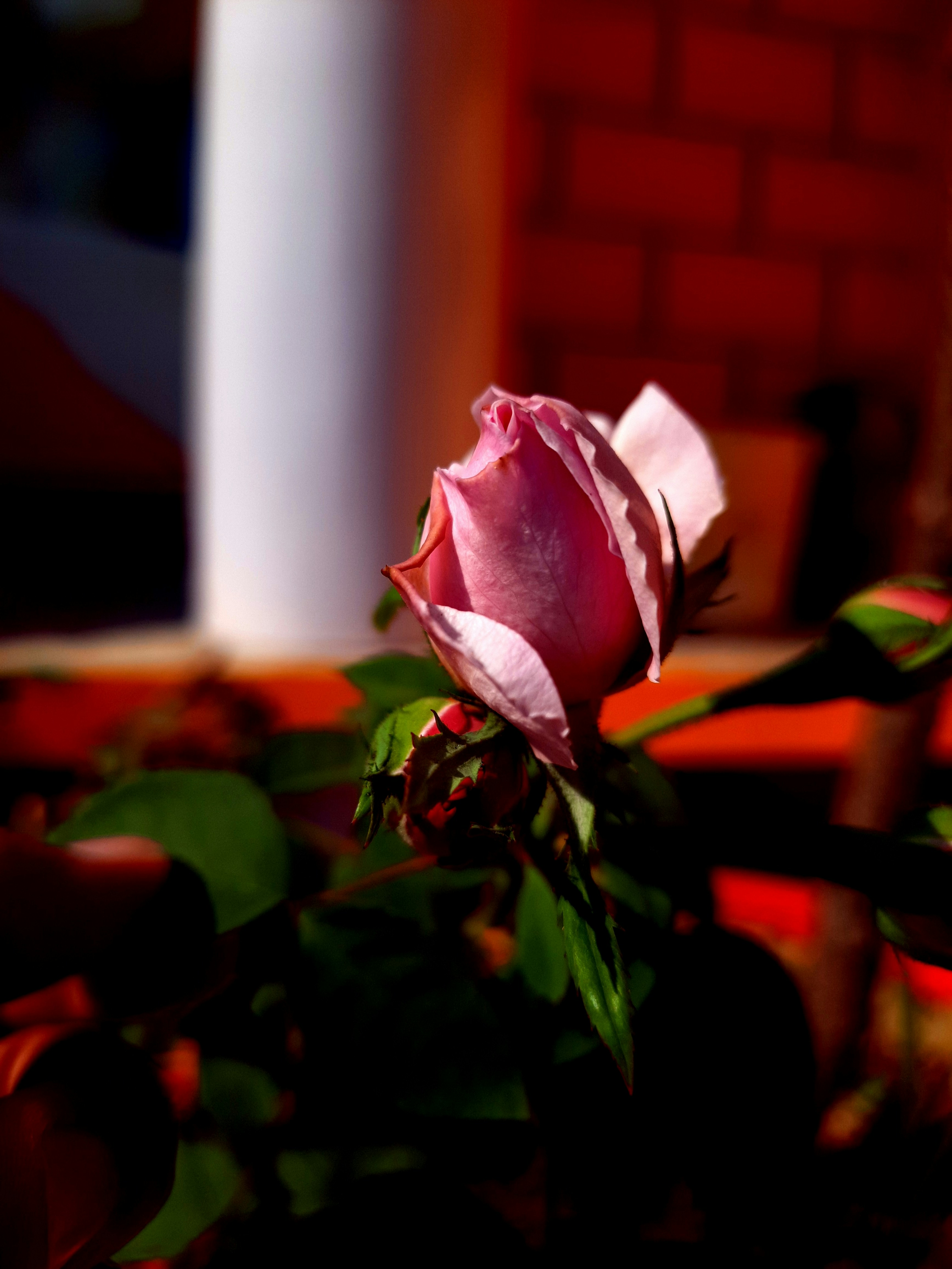 Pink rosebud in sharp focus against a warm, blurred brick background.