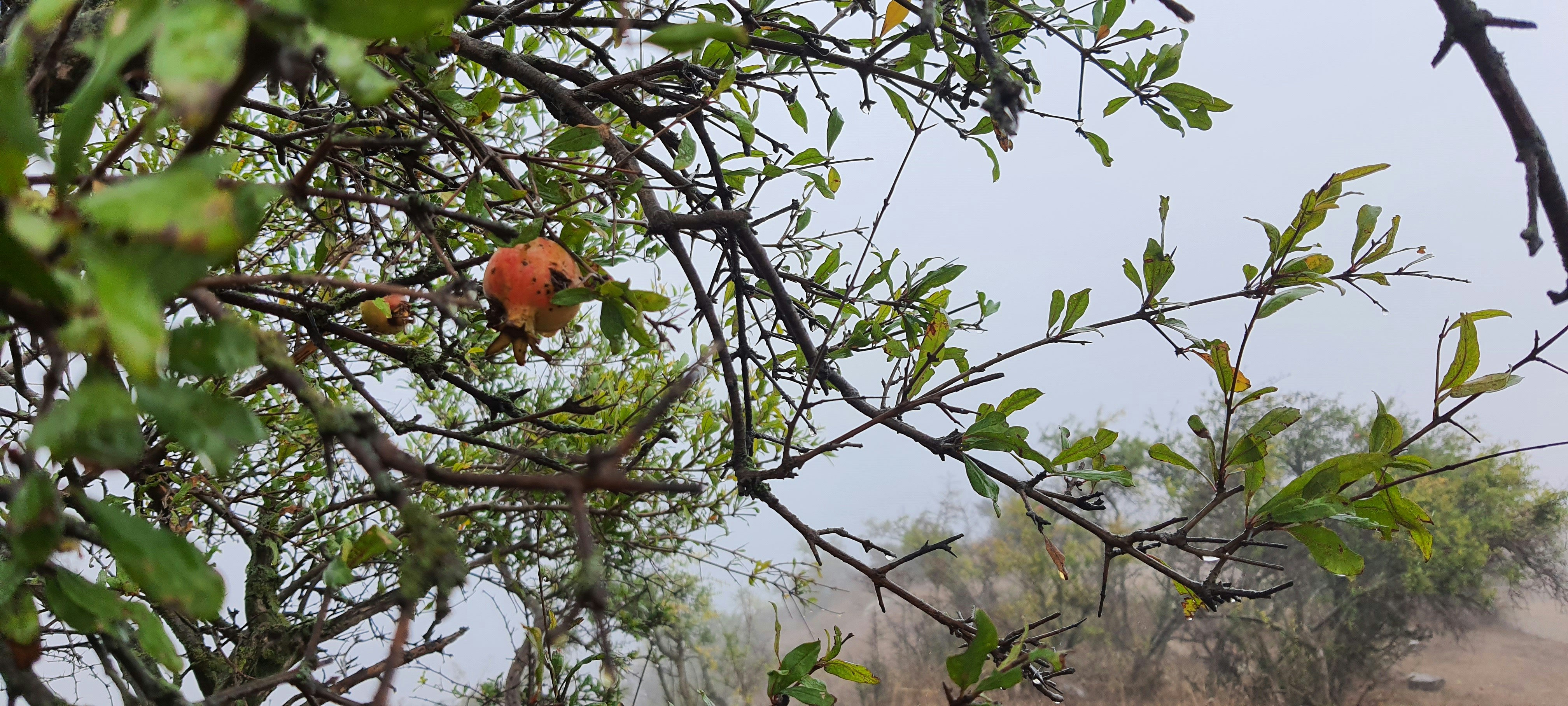 A solitary orange fruit nestled among green leaves in a misty landscape, hinting at the beauty of nature's secrets.