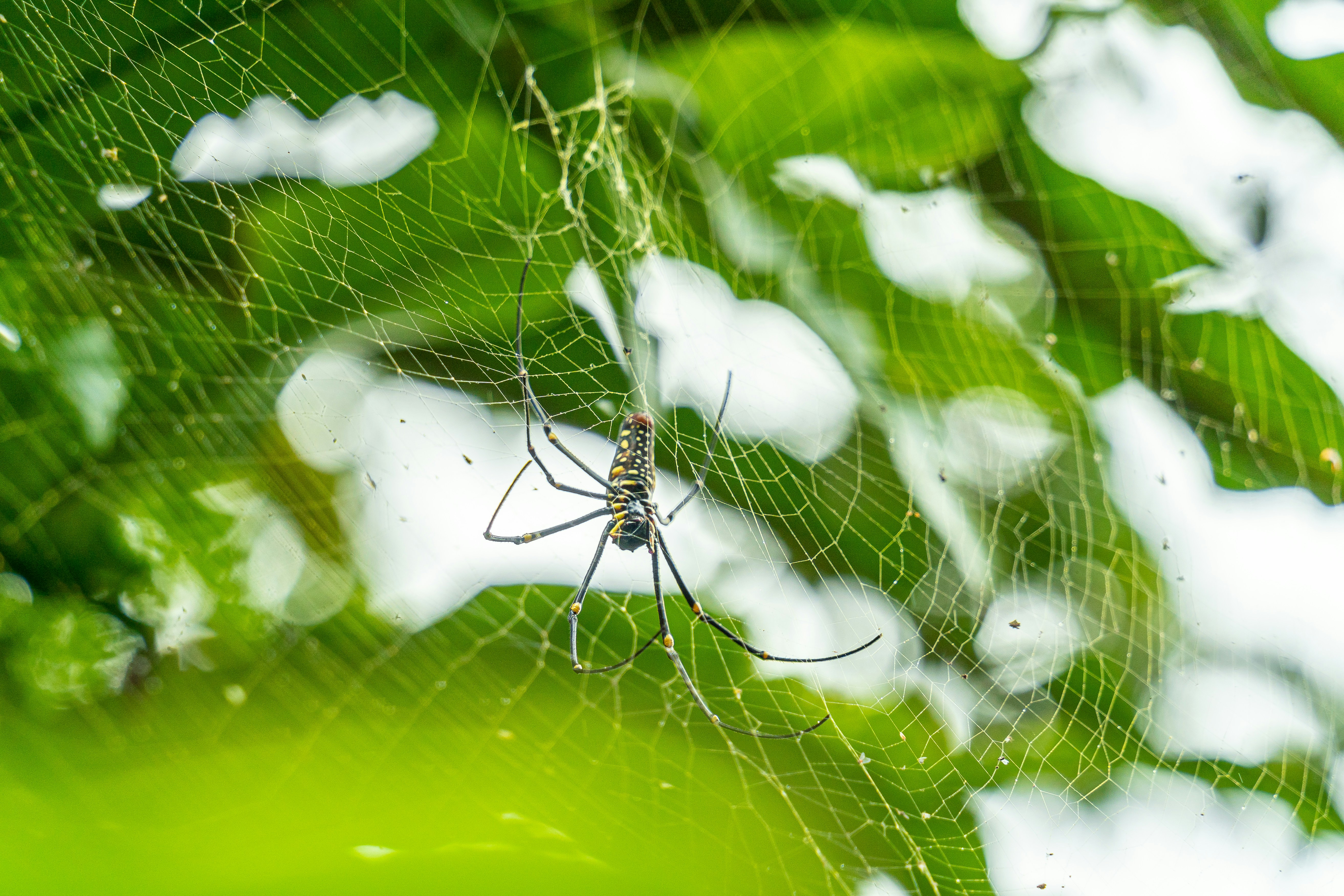 Emerald Veil Orb-Weaver: A Spider Quietly Weaving in a Green Canopy