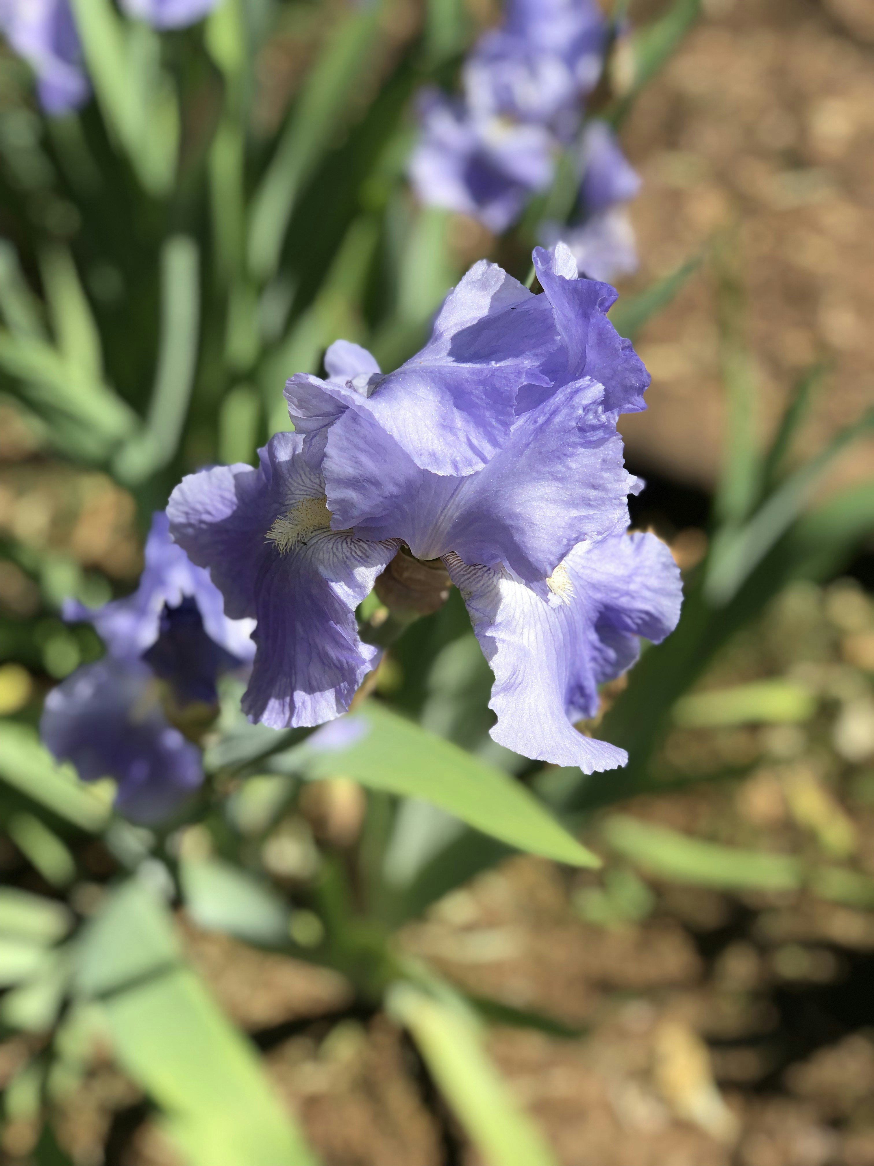 Purple iris flowers basking in sunlight, surrounded by lush green leaves.