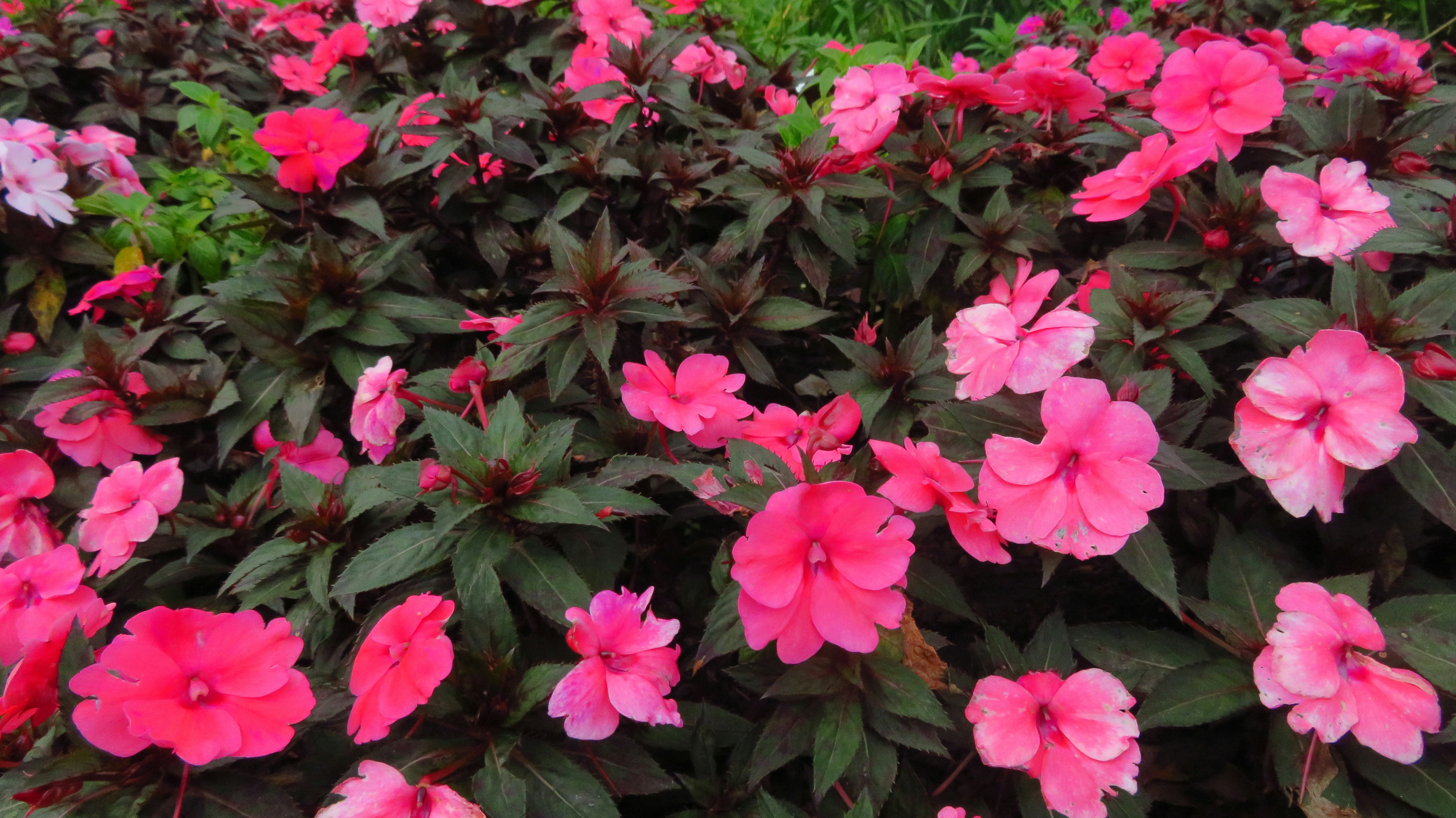 A group of pink flowers photo – Free Munnar Image on Unsplash