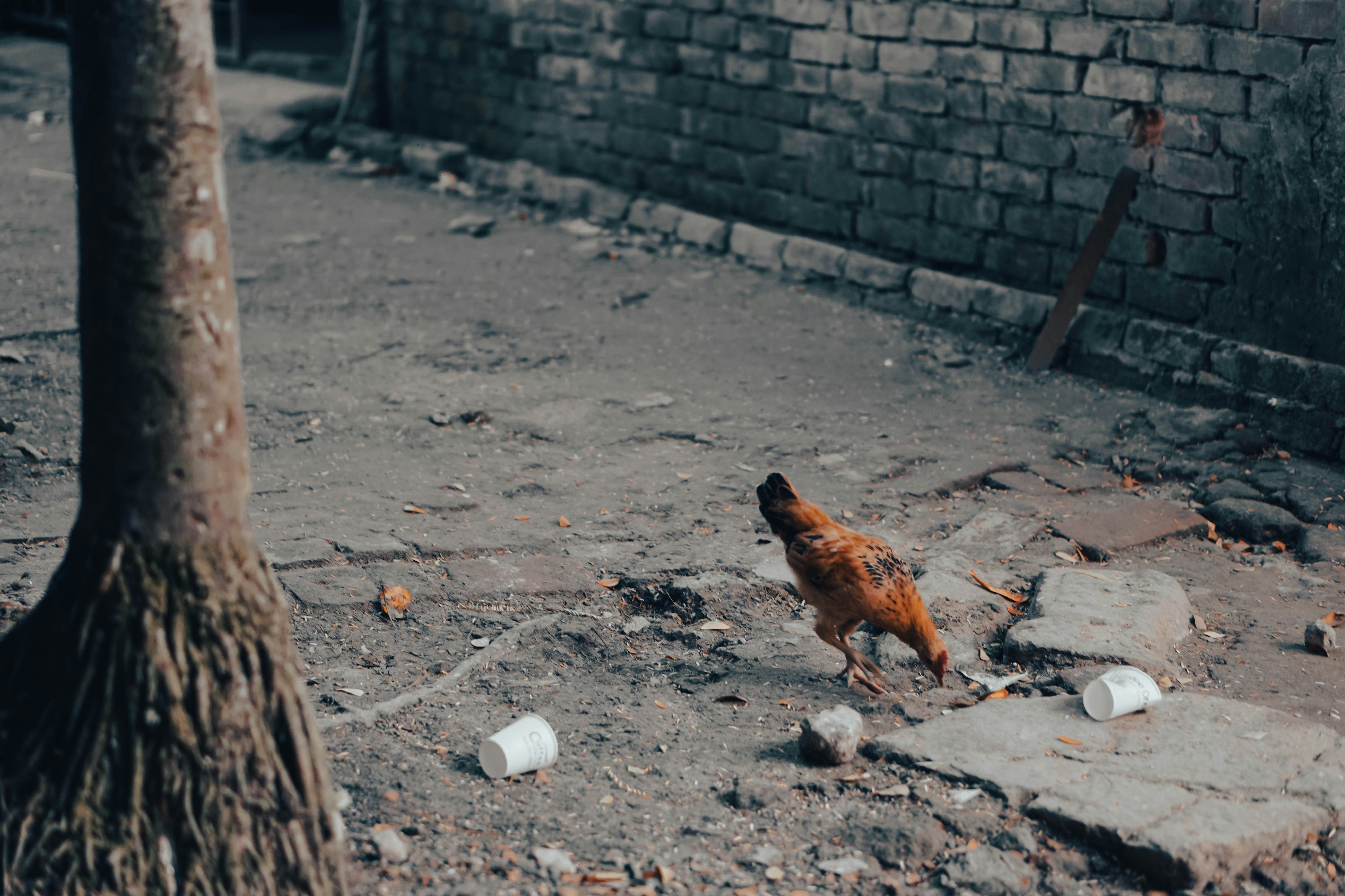 a couple of chickens in a dirt yard by a brick wall
