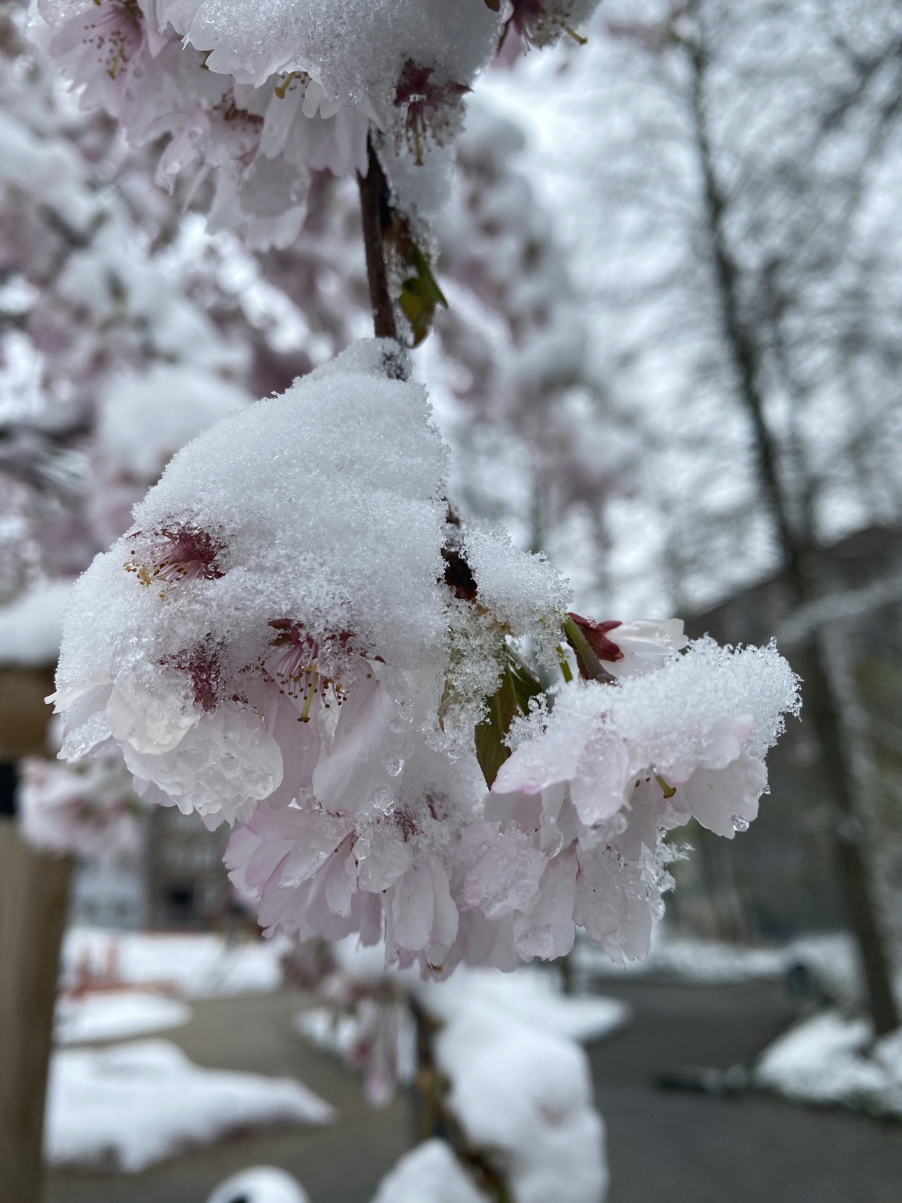 A close up of some snow photo – Free Aachen Image on Unsplash