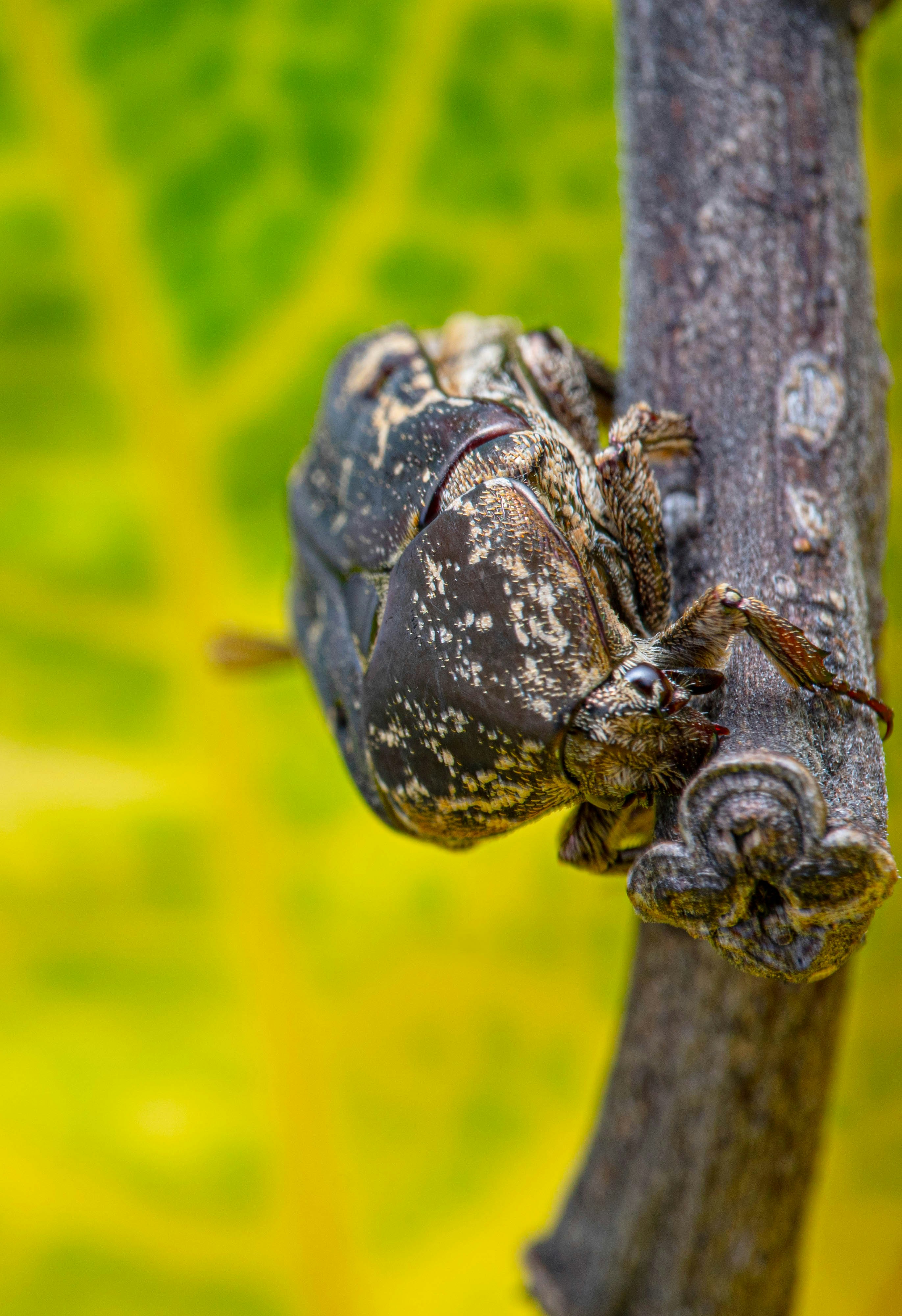 Close-up Mango flower Bettle also known as Mottled flower cetonid (Protaetia fusca) climbing a wood branch