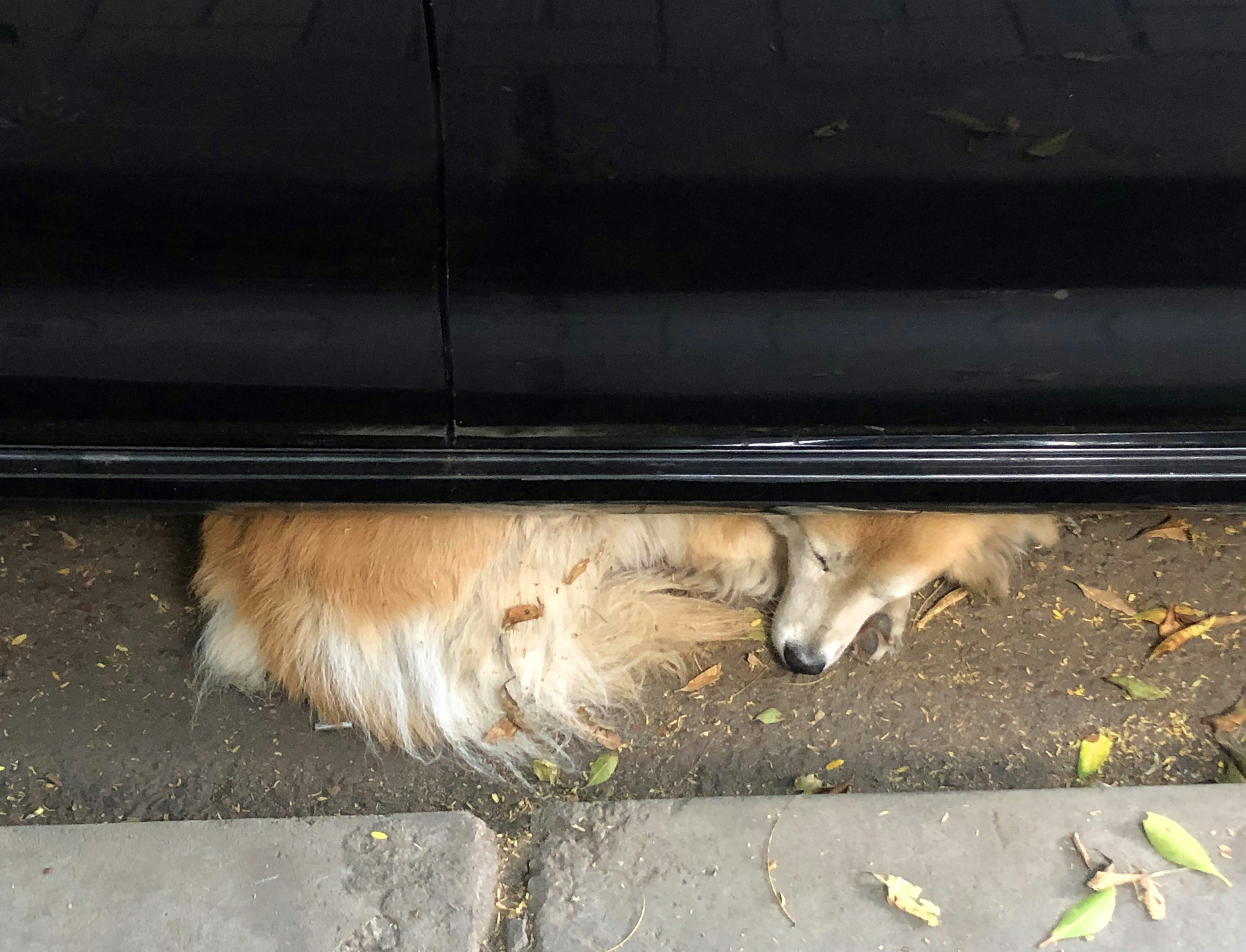 Under the Car's Edge: A Golden Retriever's Quiet Rest