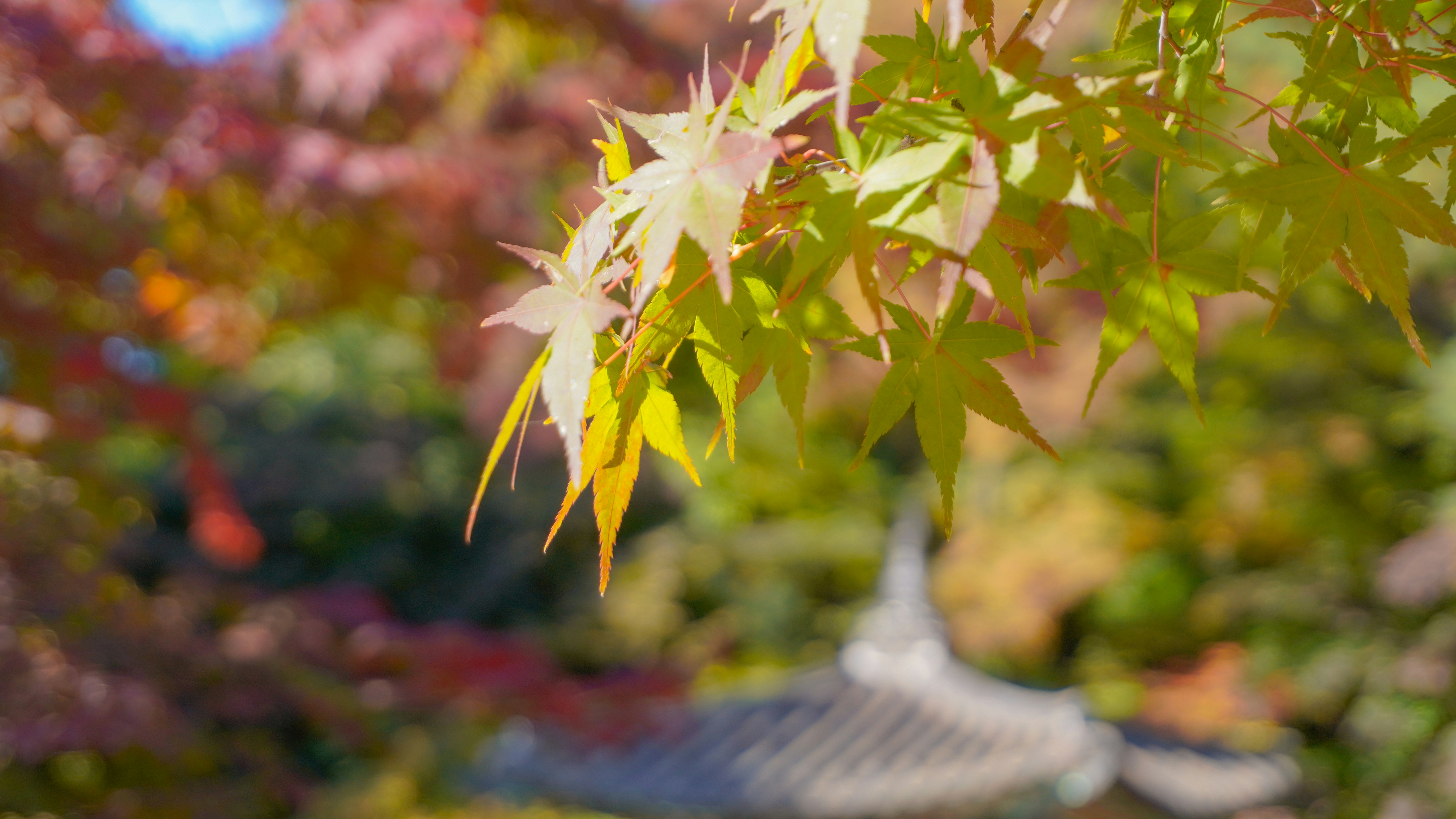 Golden Maple Fronds Framing a Tranquil Temple Roof