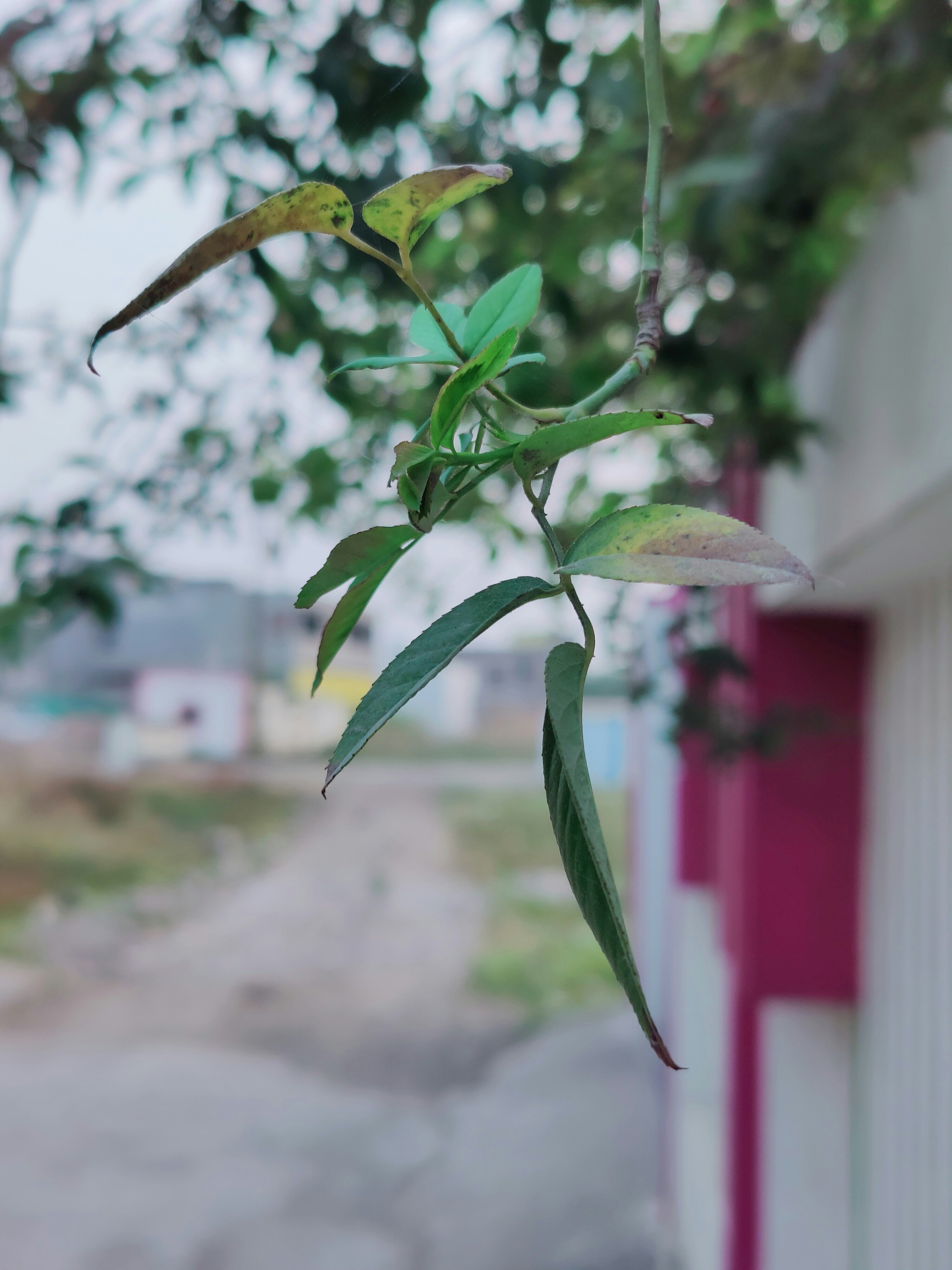 Close-up photograph of a leafy stem hanging in the foreground with sharp detail. The urban backdrop is softly blurred.