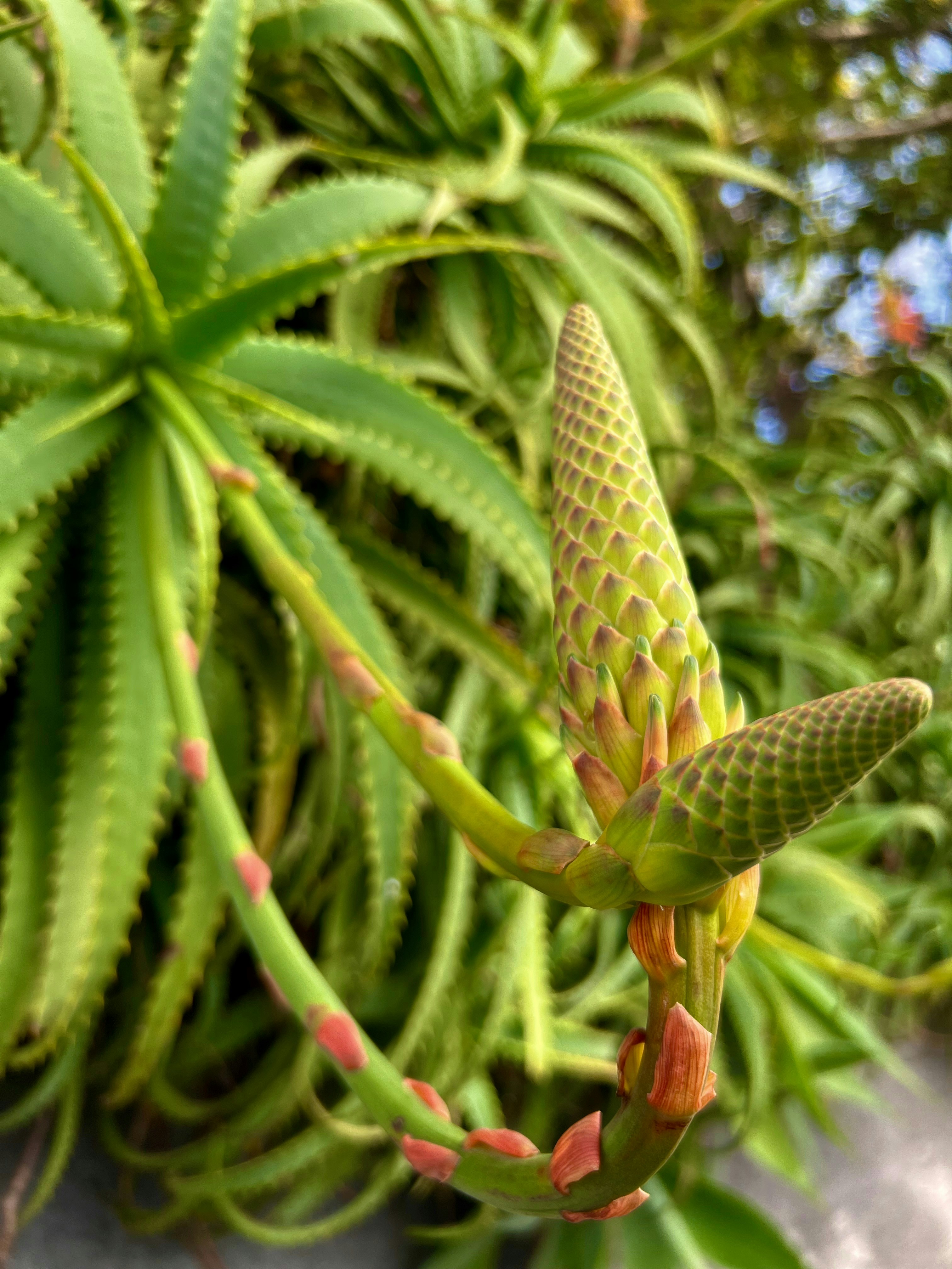 Emerging Inflorescence: A Close-Up of a Succulent Spike Among Verdant Ribbons