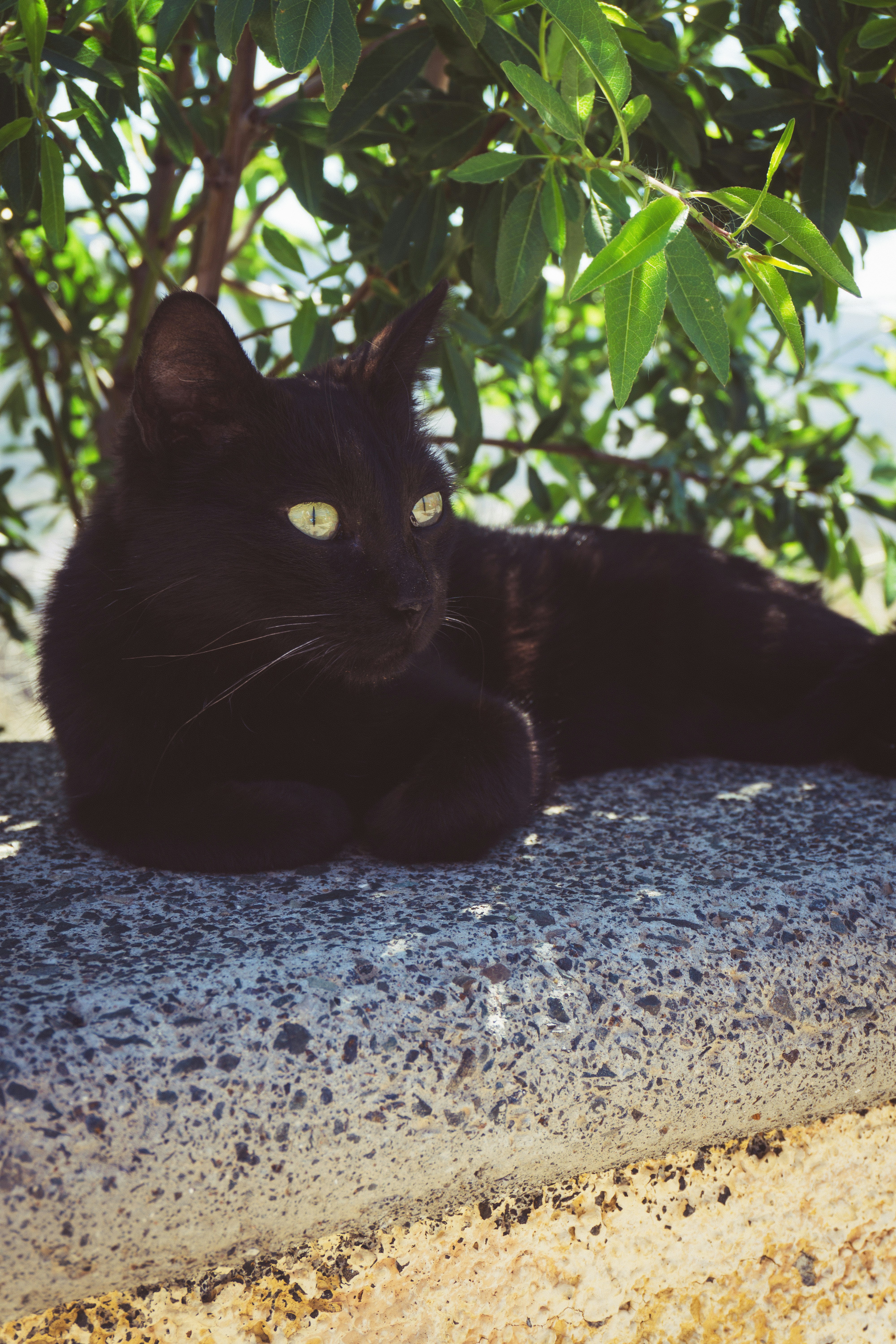 a black cat lying on the ground