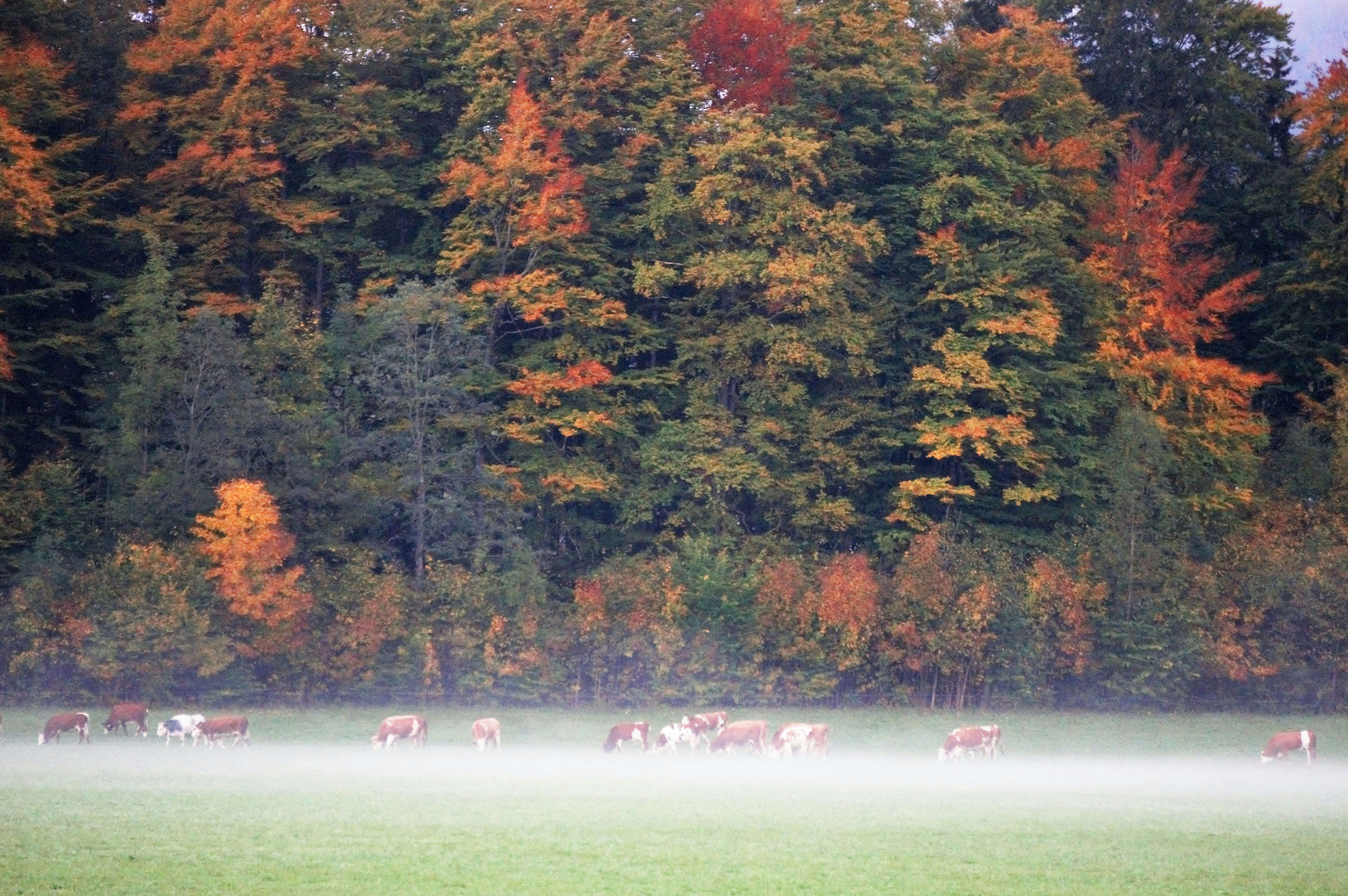 A group of animals stand in a field photo – Free Fall Image on Unsplash