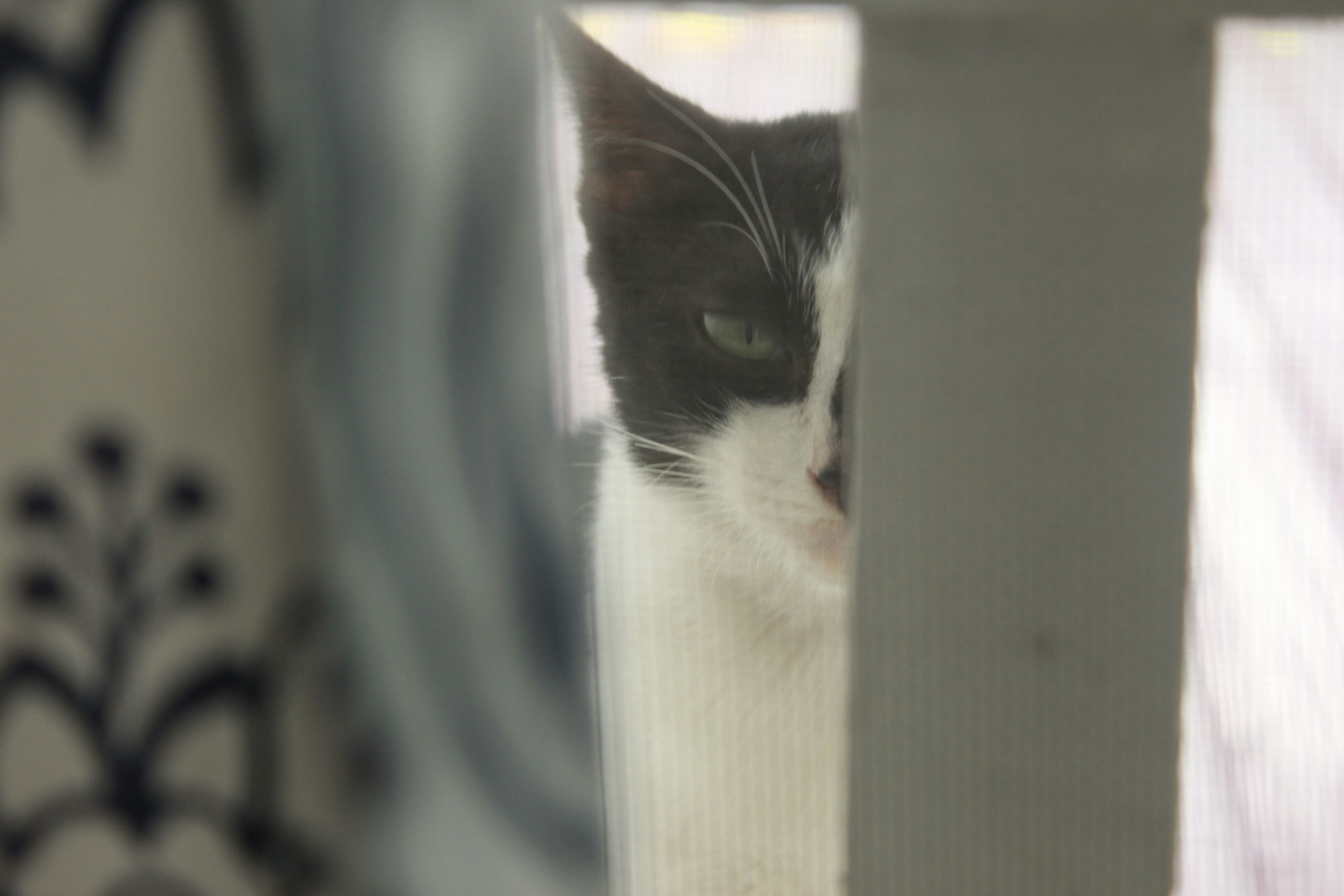 Between Blinds: A Cat's Narrow Gaze