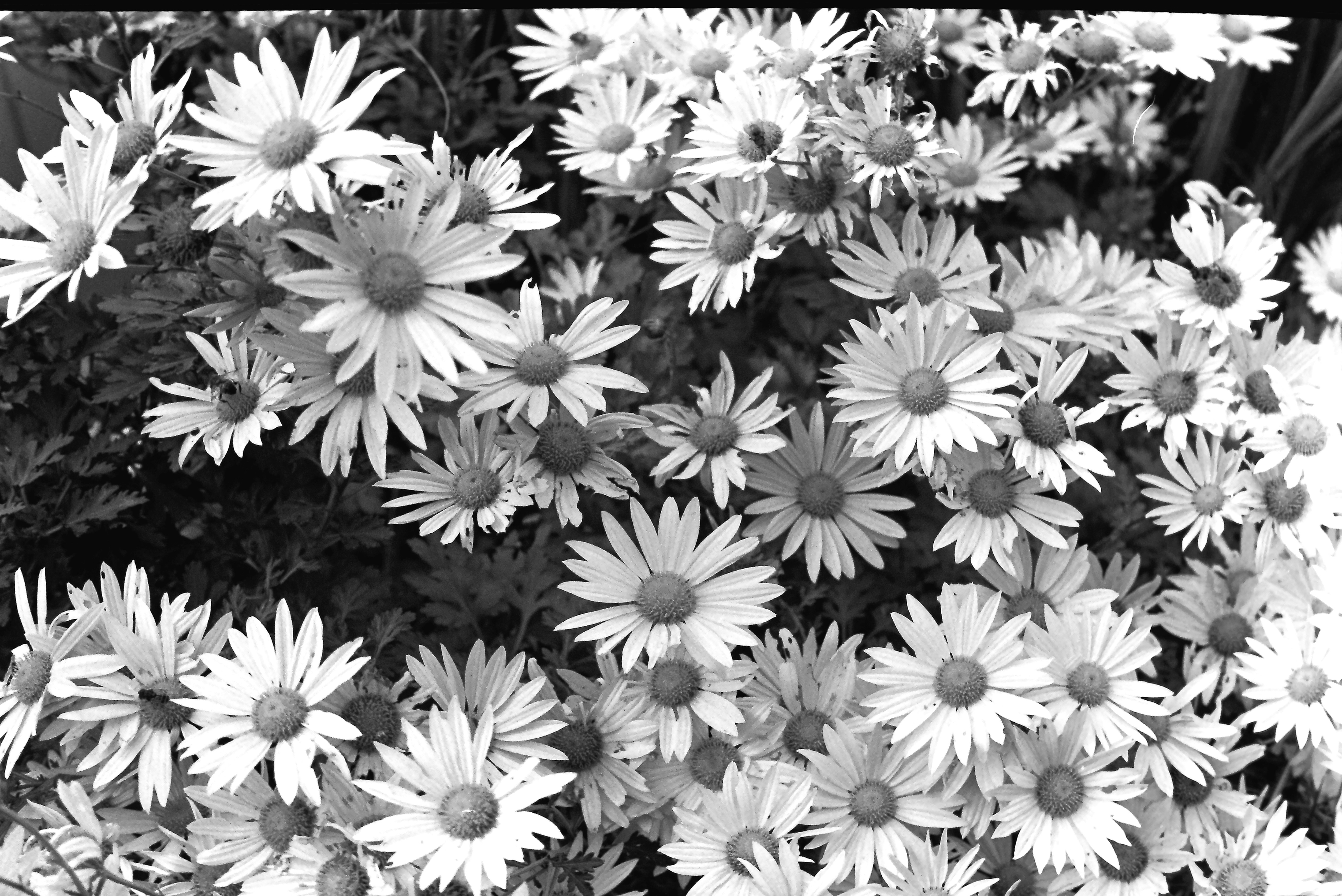 Photo by Corey Willett with Kodak RODMFS50 Mobile Film Scanner