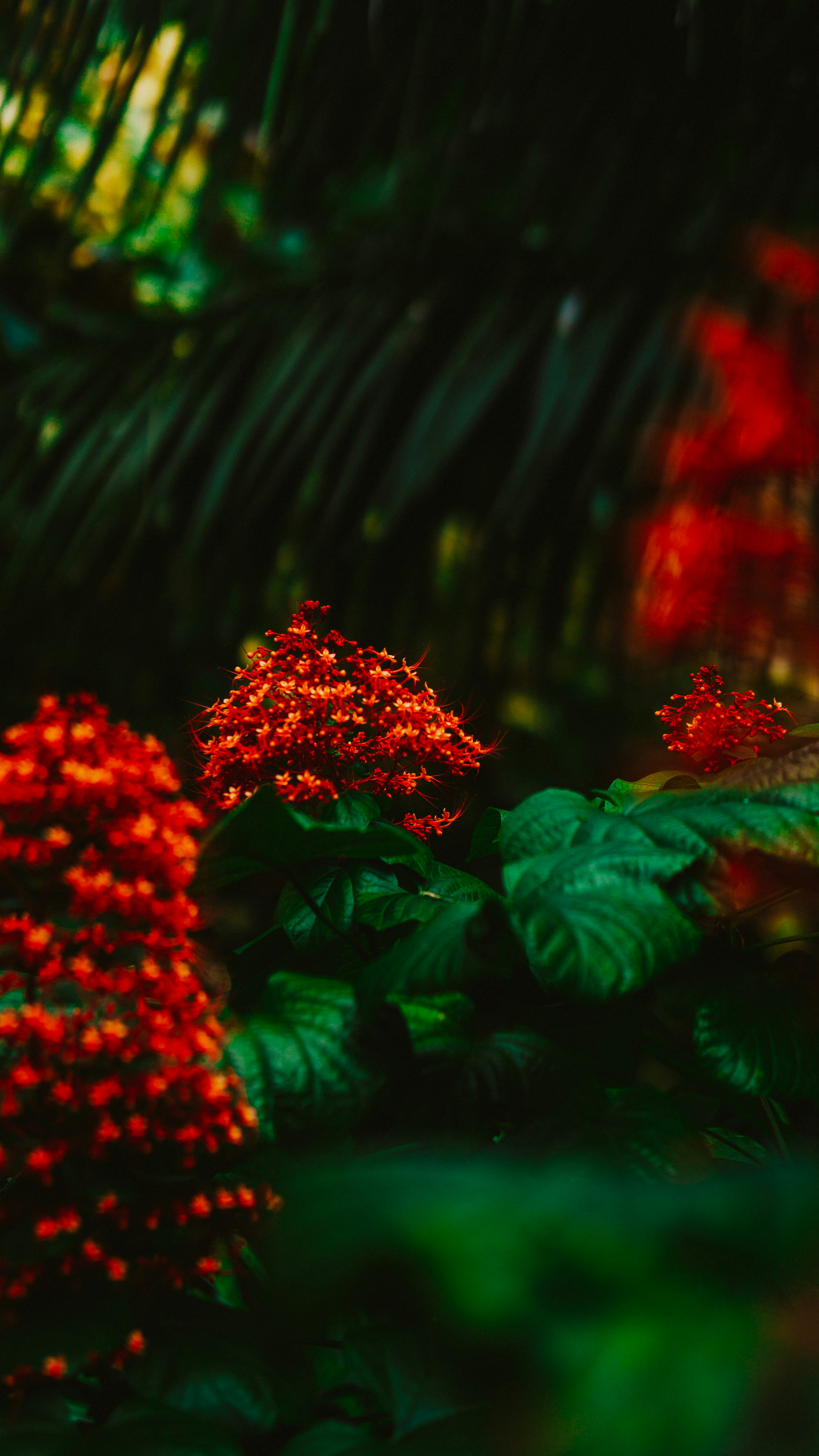 Crimson Spires in a Velvet Garden