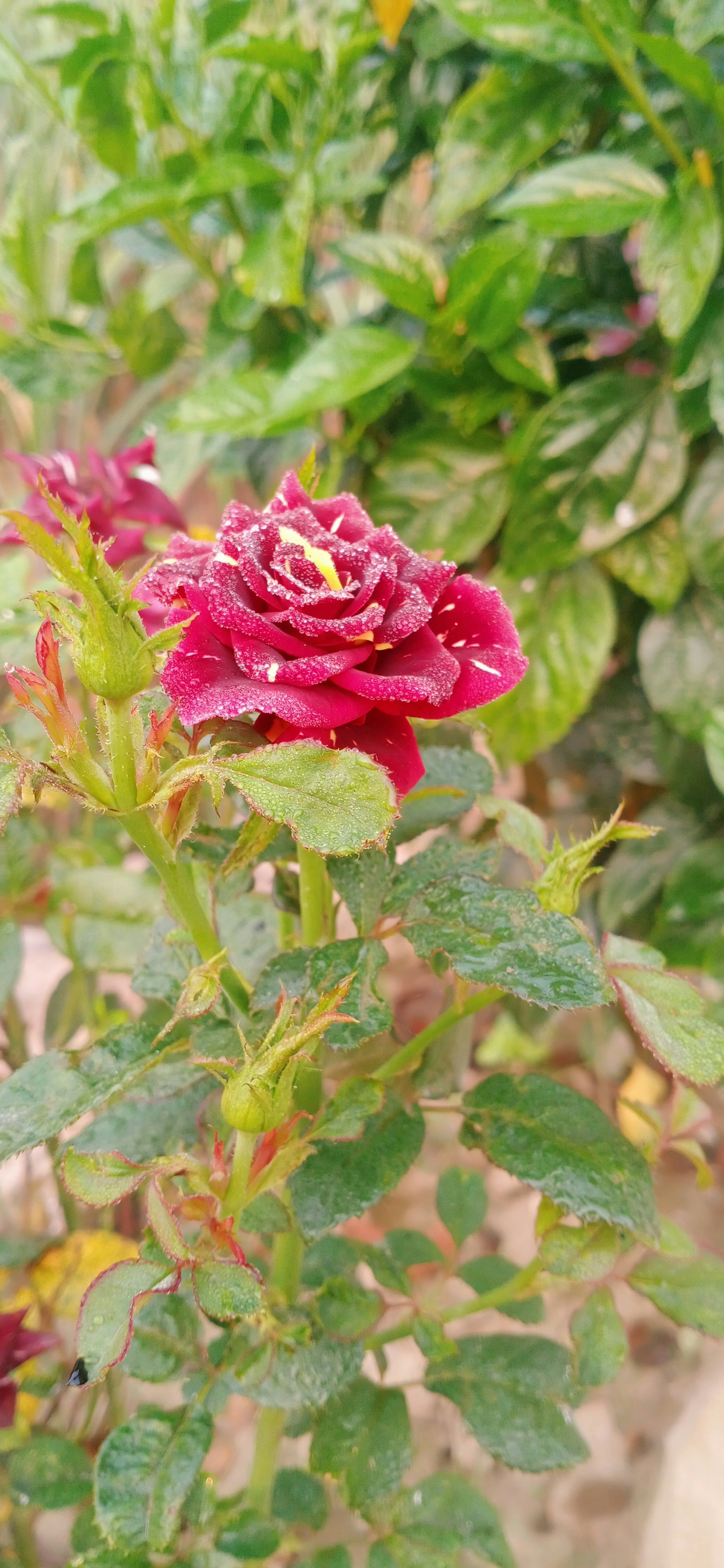 A vibrant red rose adorned with droplets of dew, surrounded by lush green foliage. The intricate details of the petals are highlighted against the background.